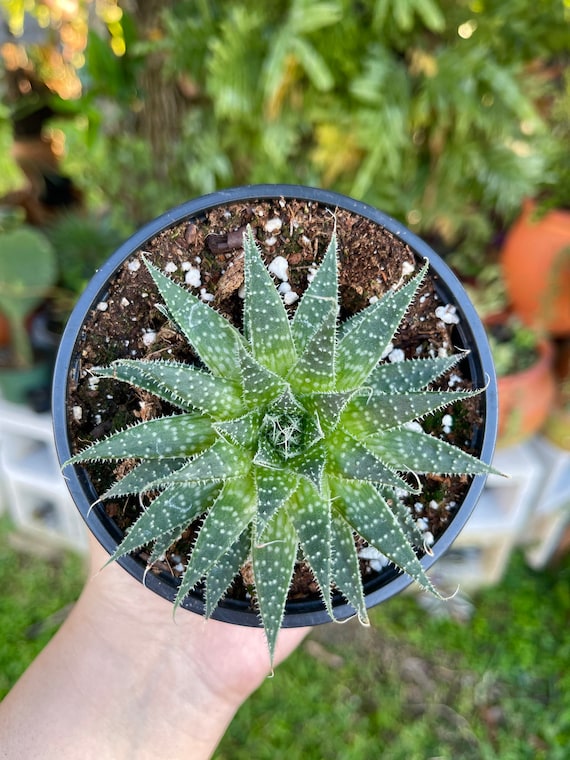Aloe Aristata