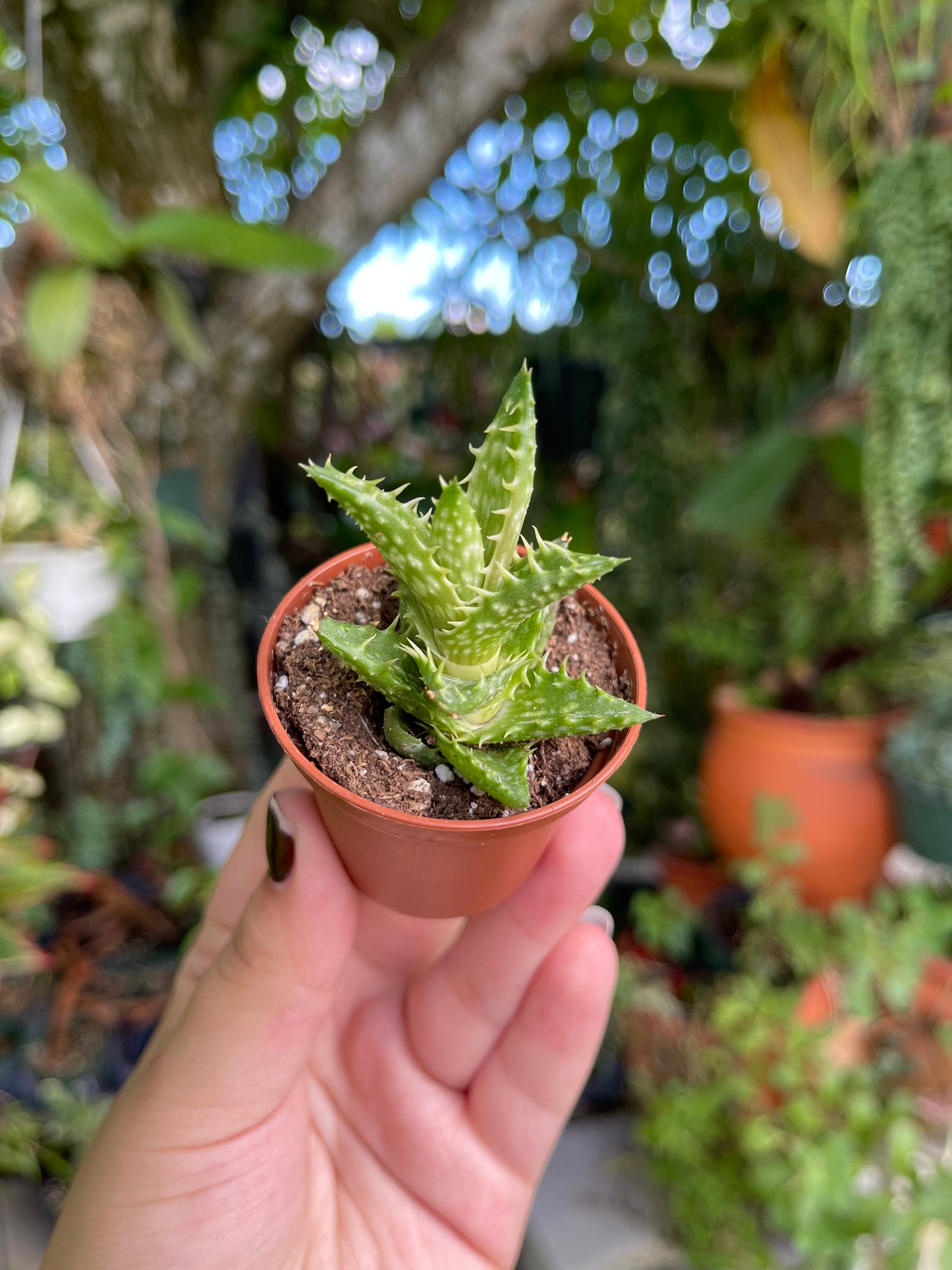 2 Aloe Juvenna Tiger Tooth Rare Succulent Live Plant | Etsy