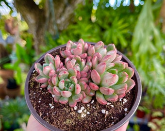 Home & Hobby Cluster Sedeveria Pink Ruby Super/Ultra Rare Succulents ...