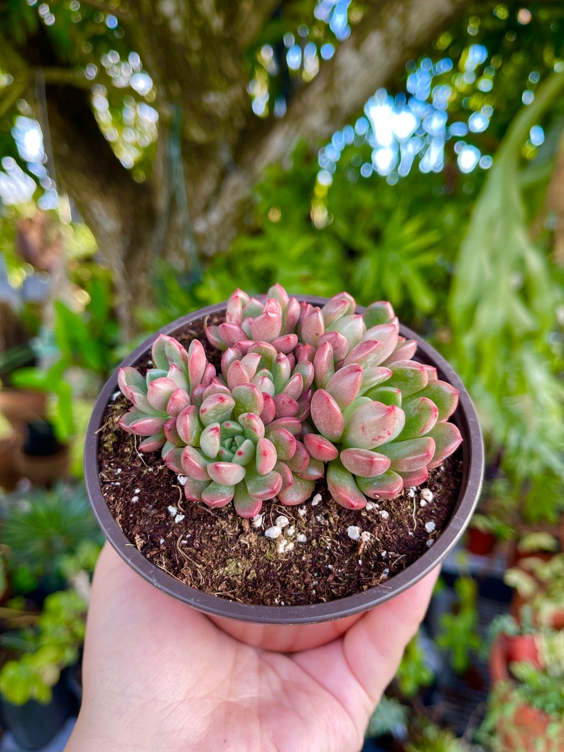 Graptoveria Bashful Pink Ruby Cluster Rare Succulent Live - Etsy