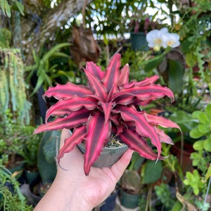 Cryptanthus Earth Star Rare Succulent Live Plant - Etsy