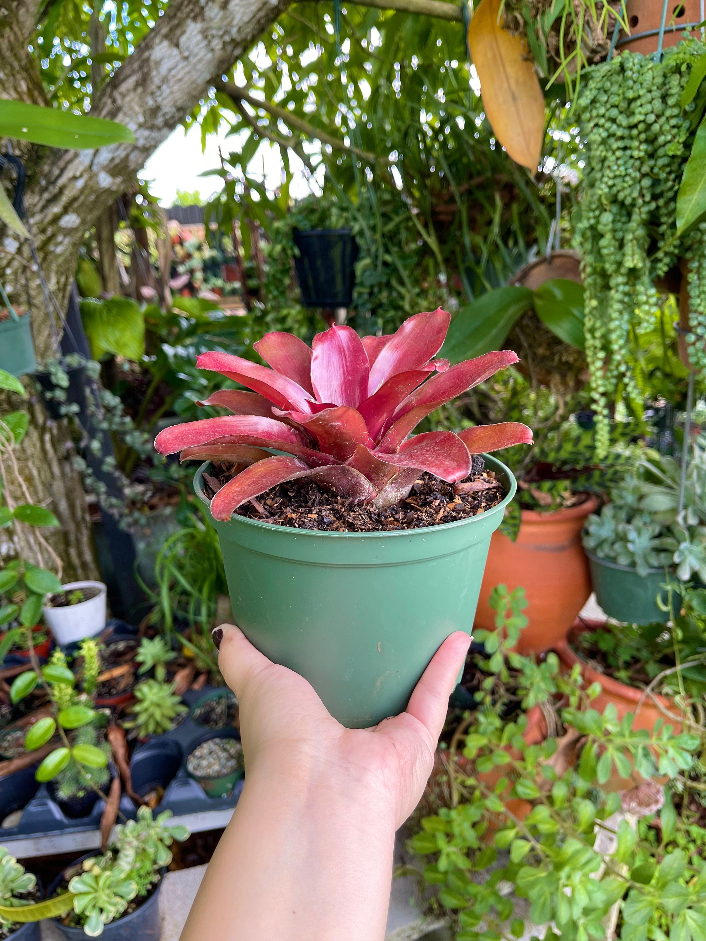 6” Bromeliad Neoregelia Fireball Rare Live Plant - Etsy