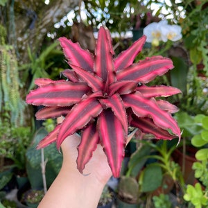 Cryptanthus Earth Star Rare Succulent Live Plant - Etsy