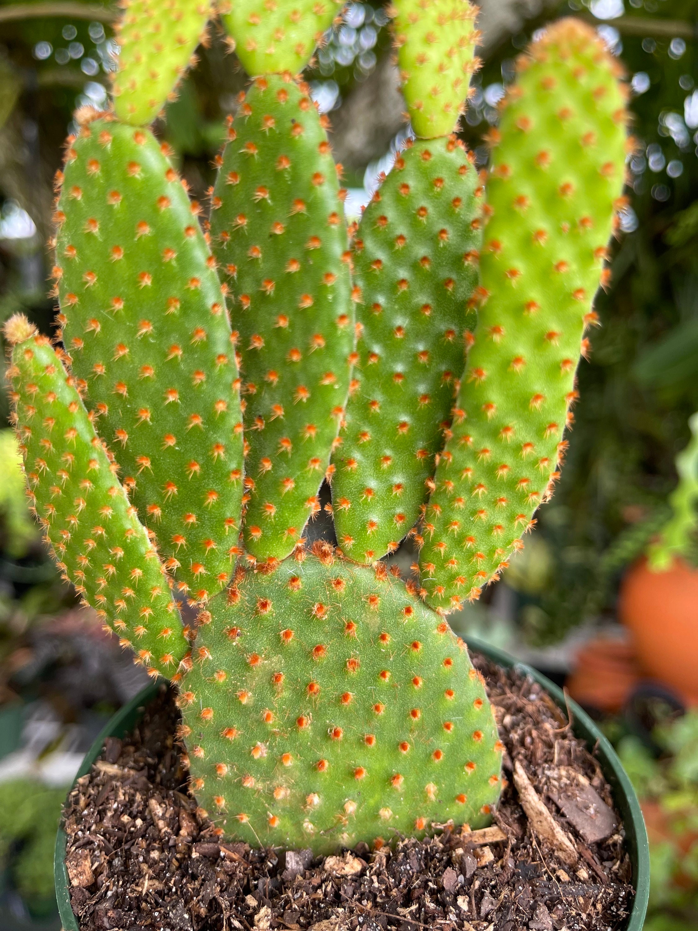 Opuntia Rufiada Cinnamon Bunny Cactus Rare Succulent Live - Etsy