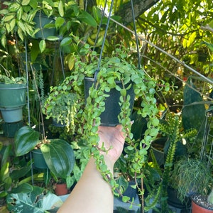 Large Trailing Portulacaria Afra Prostrata Cascading Elephant Bush ...