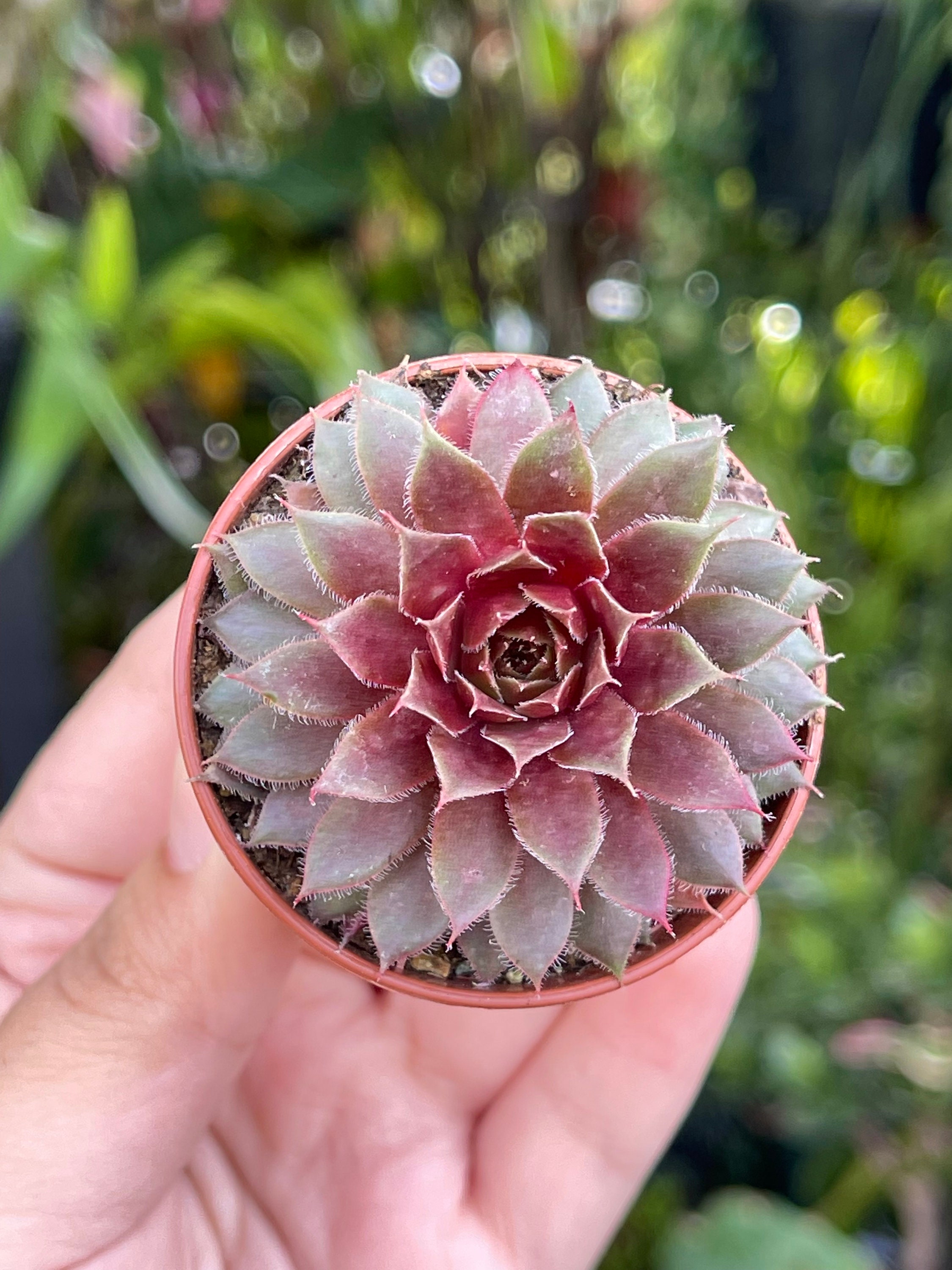 2” Sempervivum Ruby Hens and Chicks Rare Succulent Live Plant - Etsy