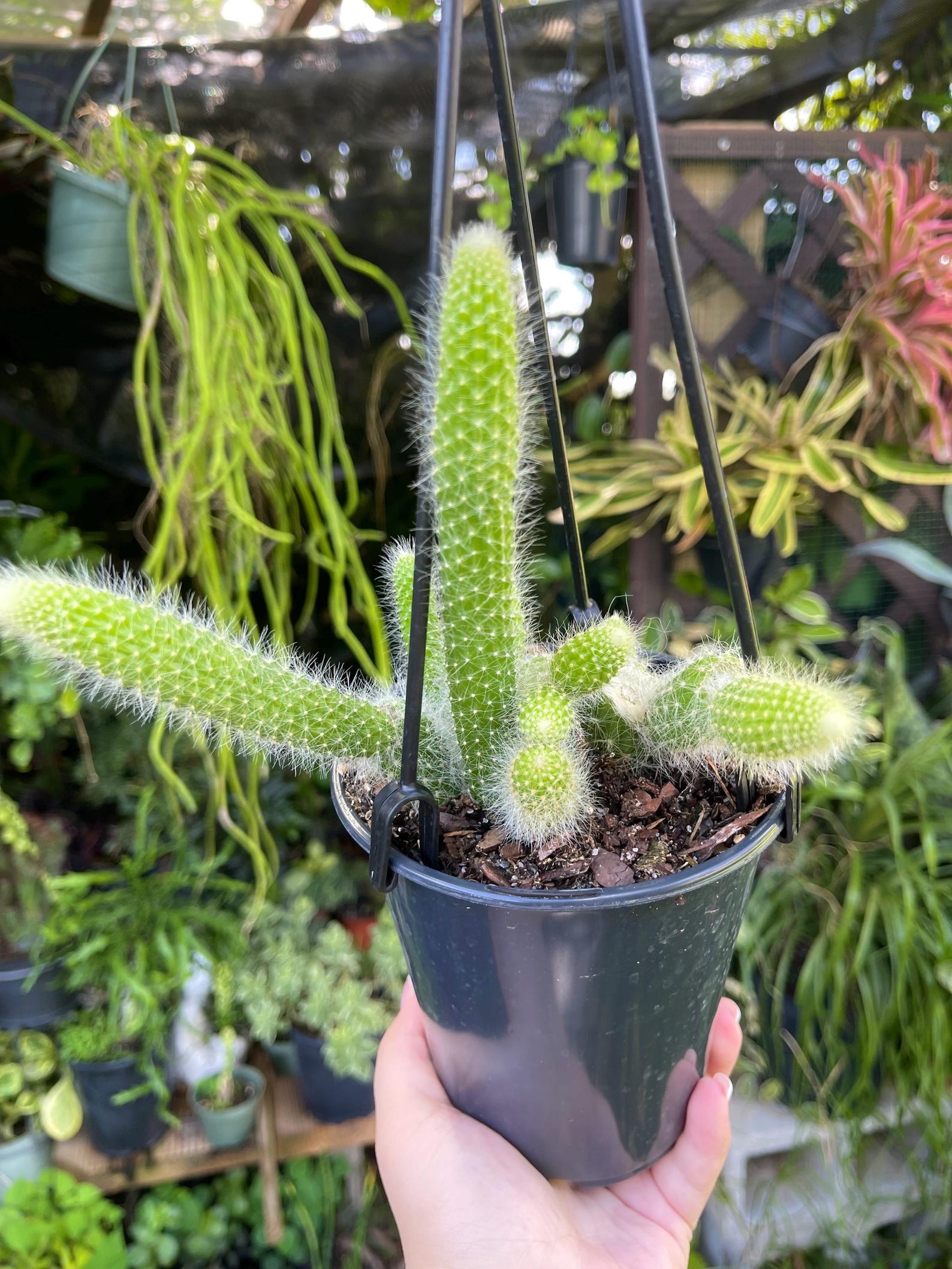 Monkey Tail ‘cleistocactus Colademononis’ Hanging Basket Cactus Rare ...
