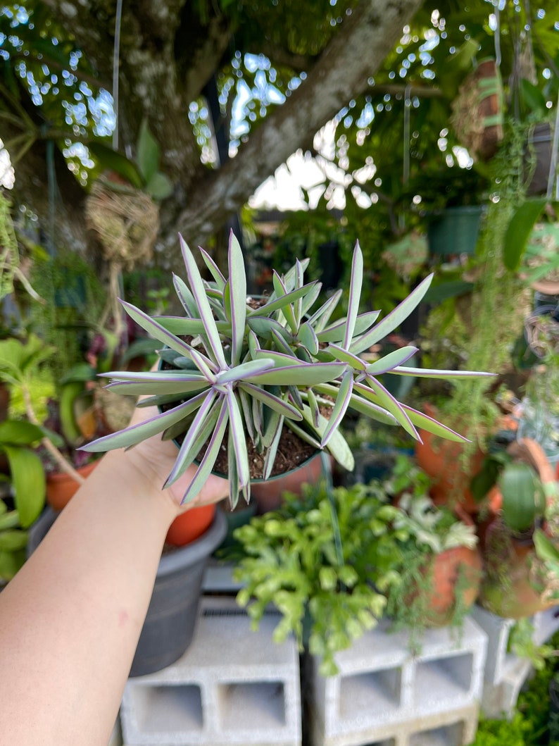 Senecio Crassissimus Purple Vertical Leaf Lavender Steps Rare | Etsy