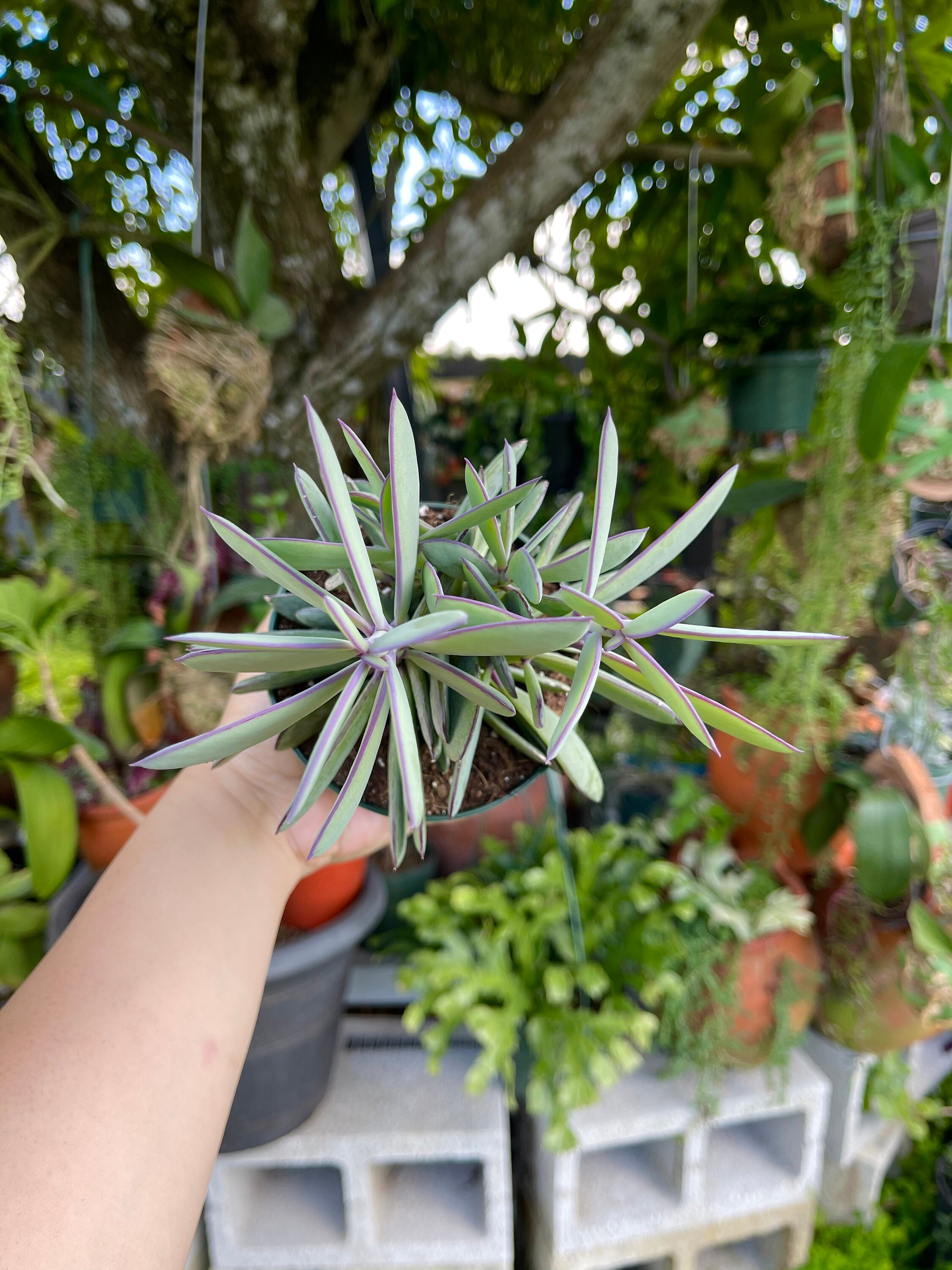 Senecio Crassissimus Purple Vertical Leaf Lavender Steps Rare Succulent ...