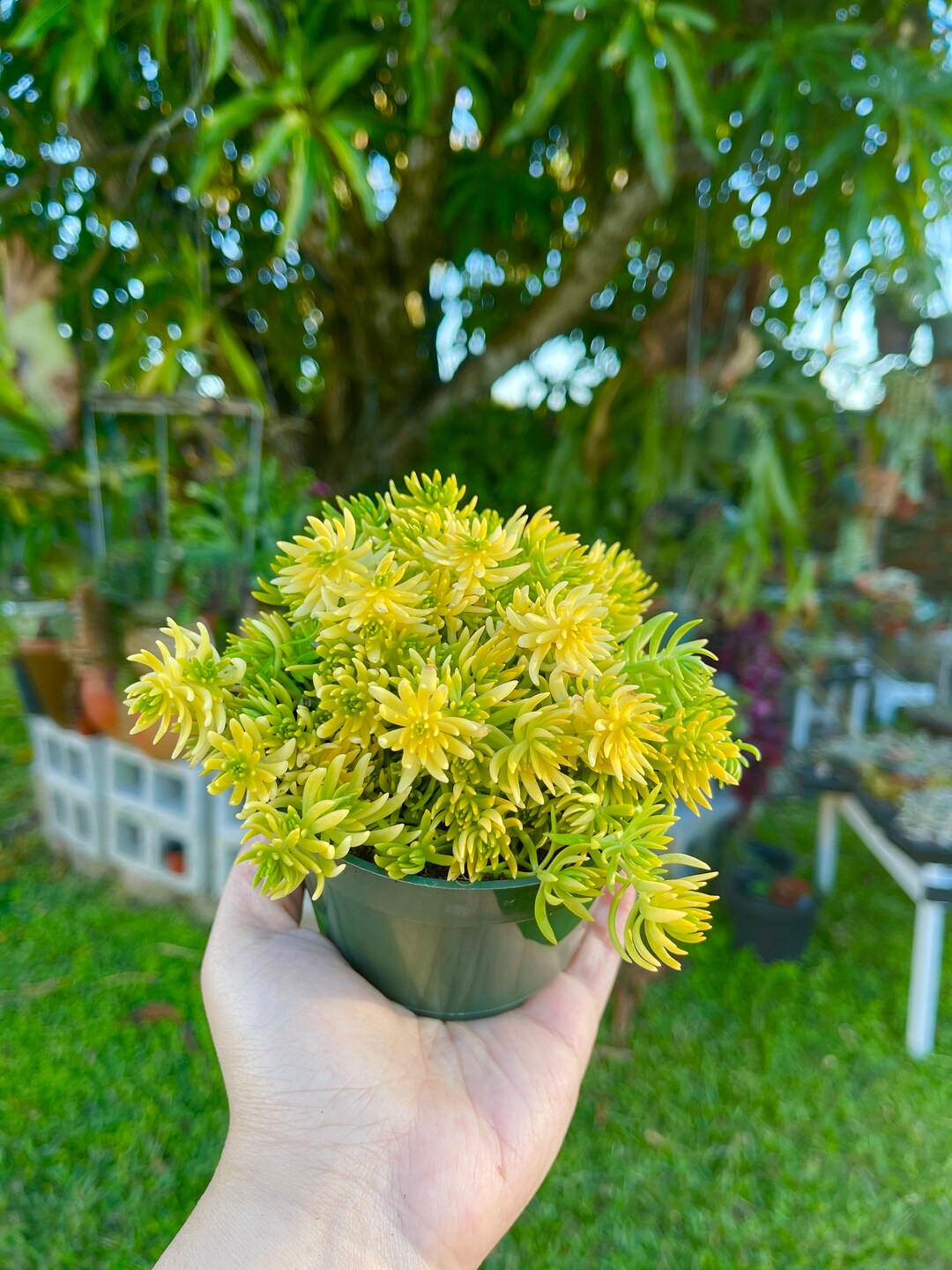 Sedum Angelina Rare Succulent Live Plant - Etsy
