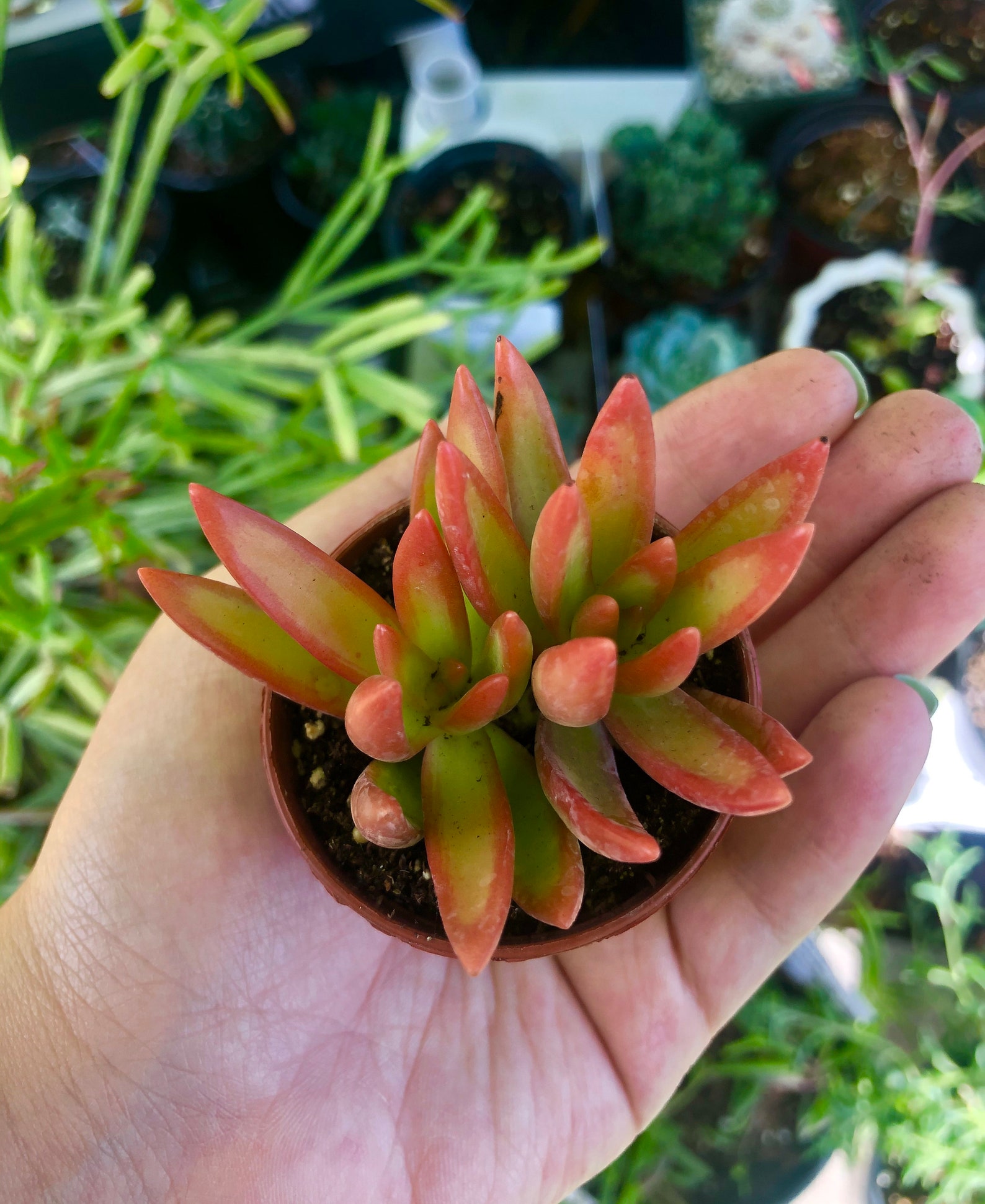 2 Sedum Adolphi Firestorm Rare Succulent Live Plant | Etsy