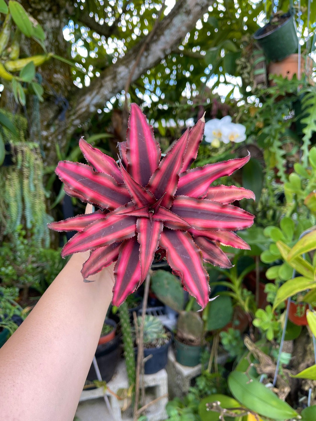 Cryptanthus Earth Star Rare Succulent Live Plant - Etsy