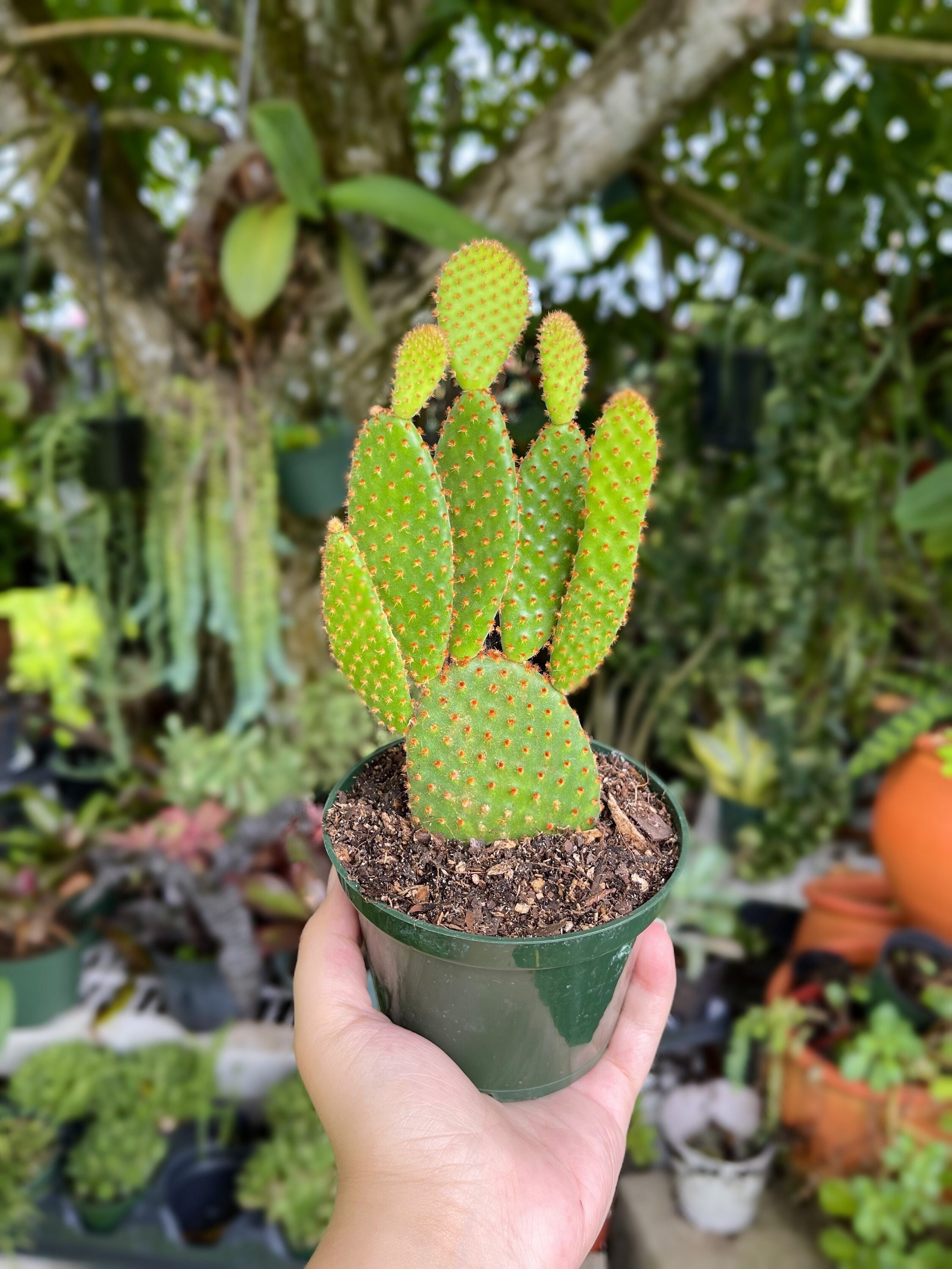 Opuntia Rufiada Cinnamon Bunny Cactus Rare Succulent Live - Etsy