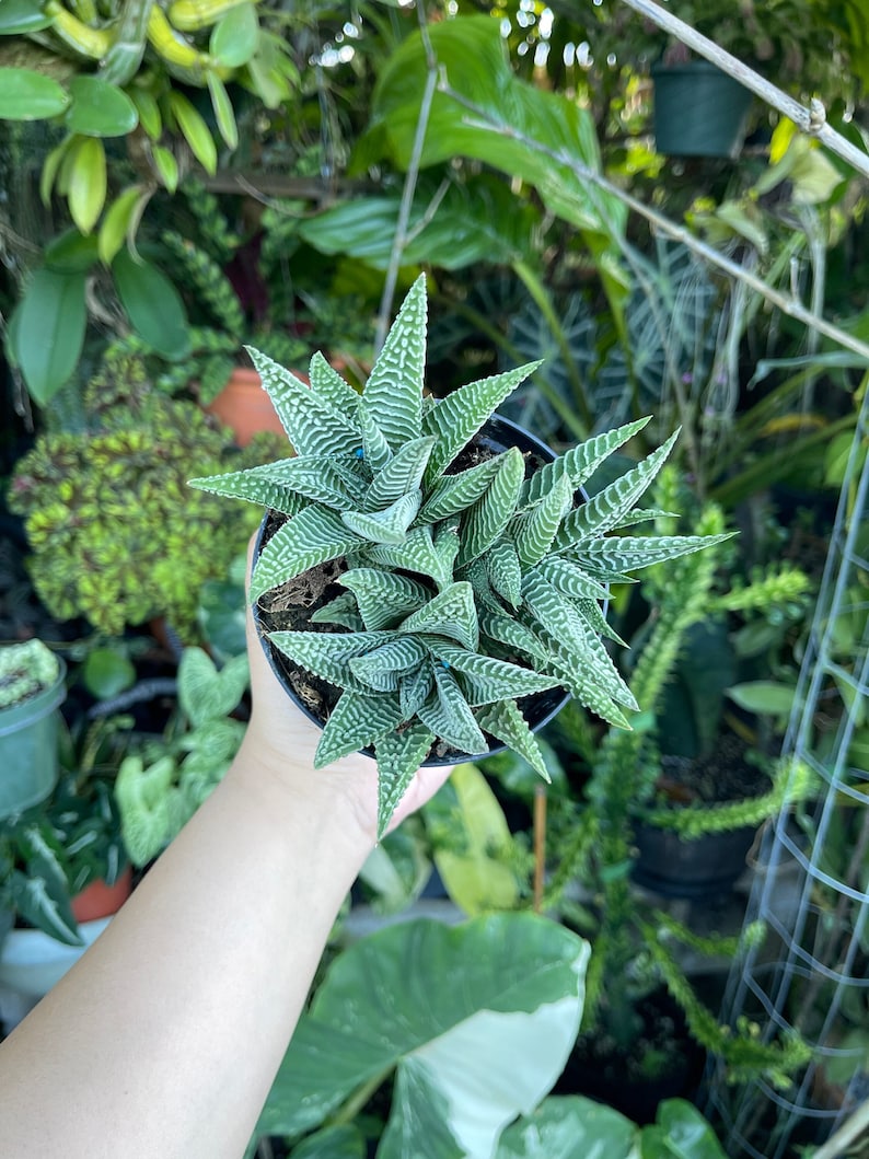 Variegated Haworthia Limifolia Cluster Rare Succulent Live - Etsy