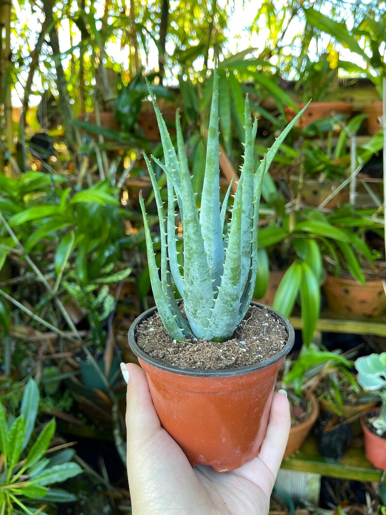 Aloe Blue Elf Rare Succulent Live Plant - Etsy