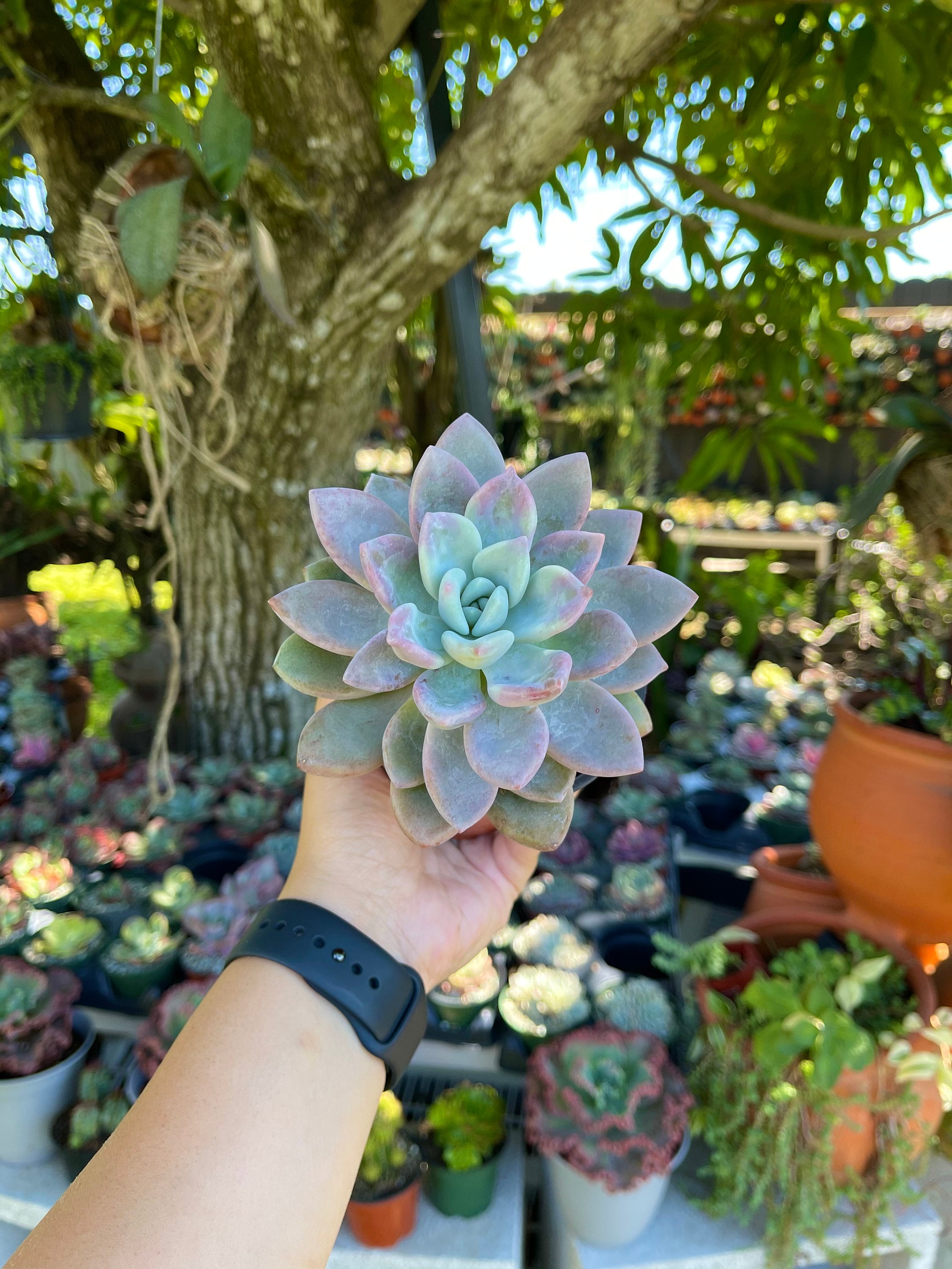 Pink Opalina Graptoveria Rare Succulent Live Plant | Etsy