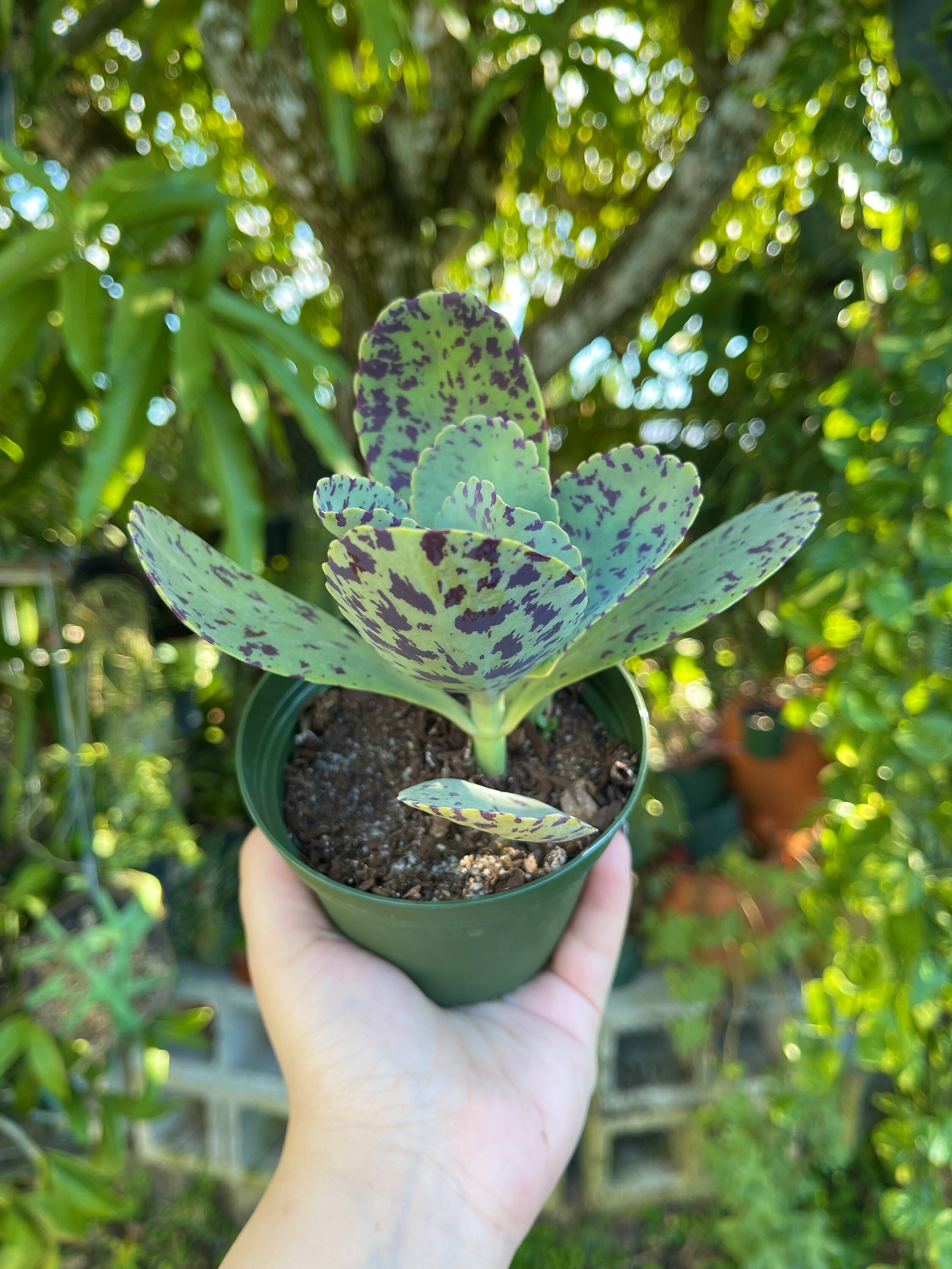 Spotted Kalanchoe Marmorata Penwiper Plant Rare Succulent - Etsy