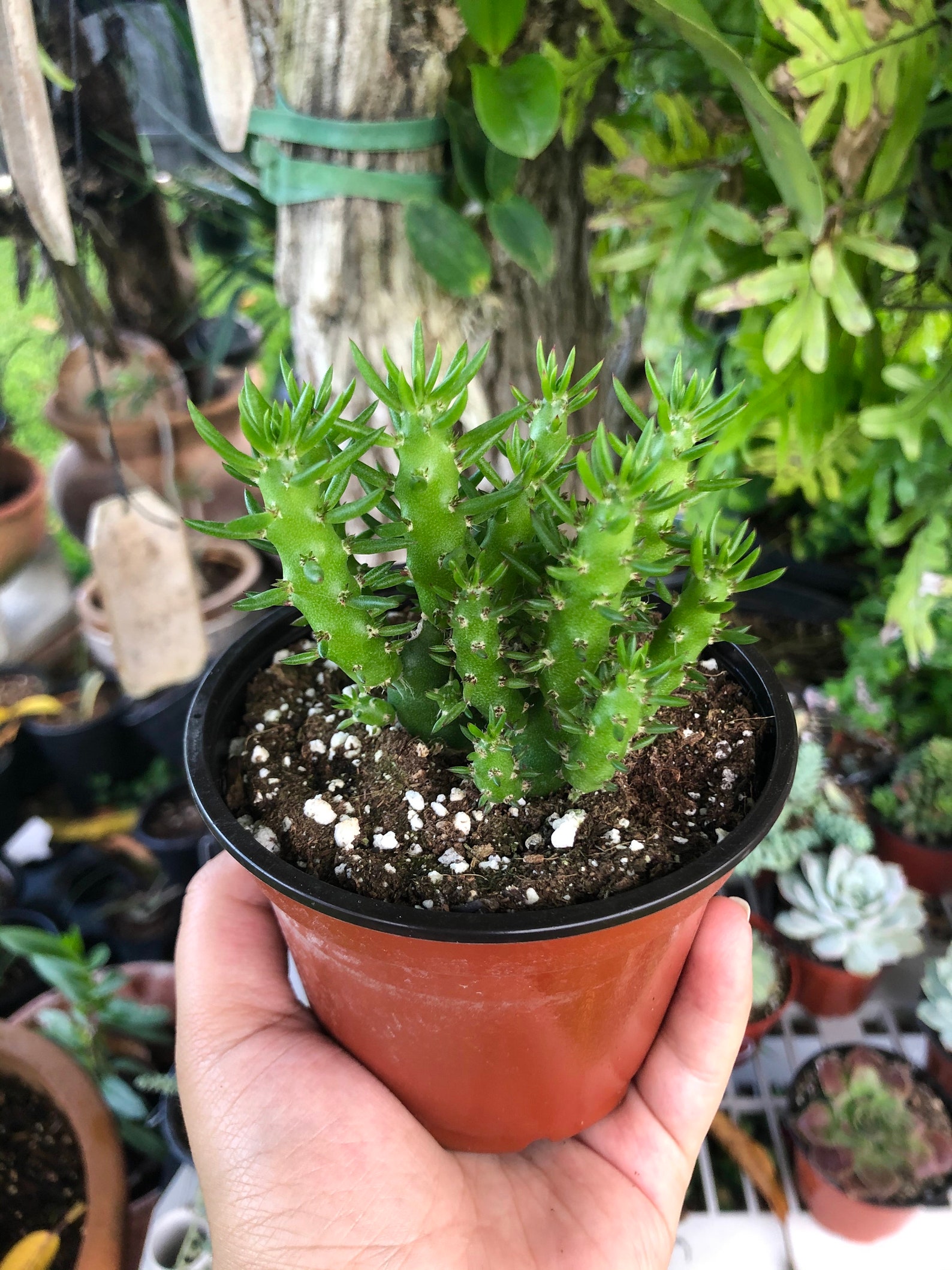 Opuntia Subulata Eves Needle Cactus Rare Succulent Live Cacti - Etsy