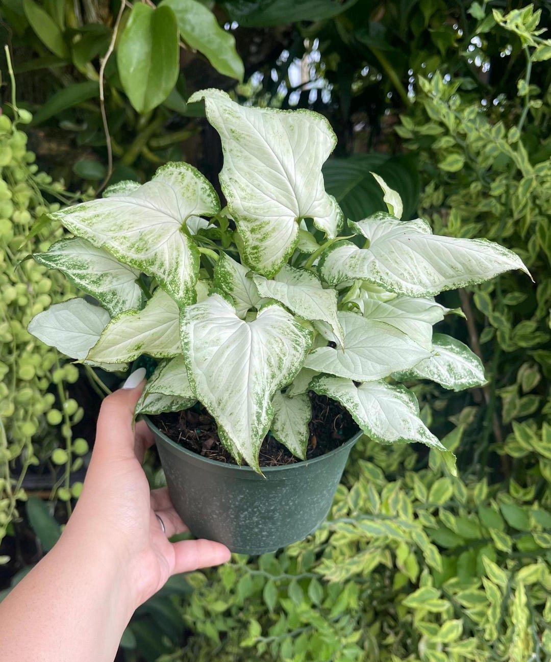 6” Syngonium Holly ‘ Arrow Head ‘ Rare Live Plant - Etsy