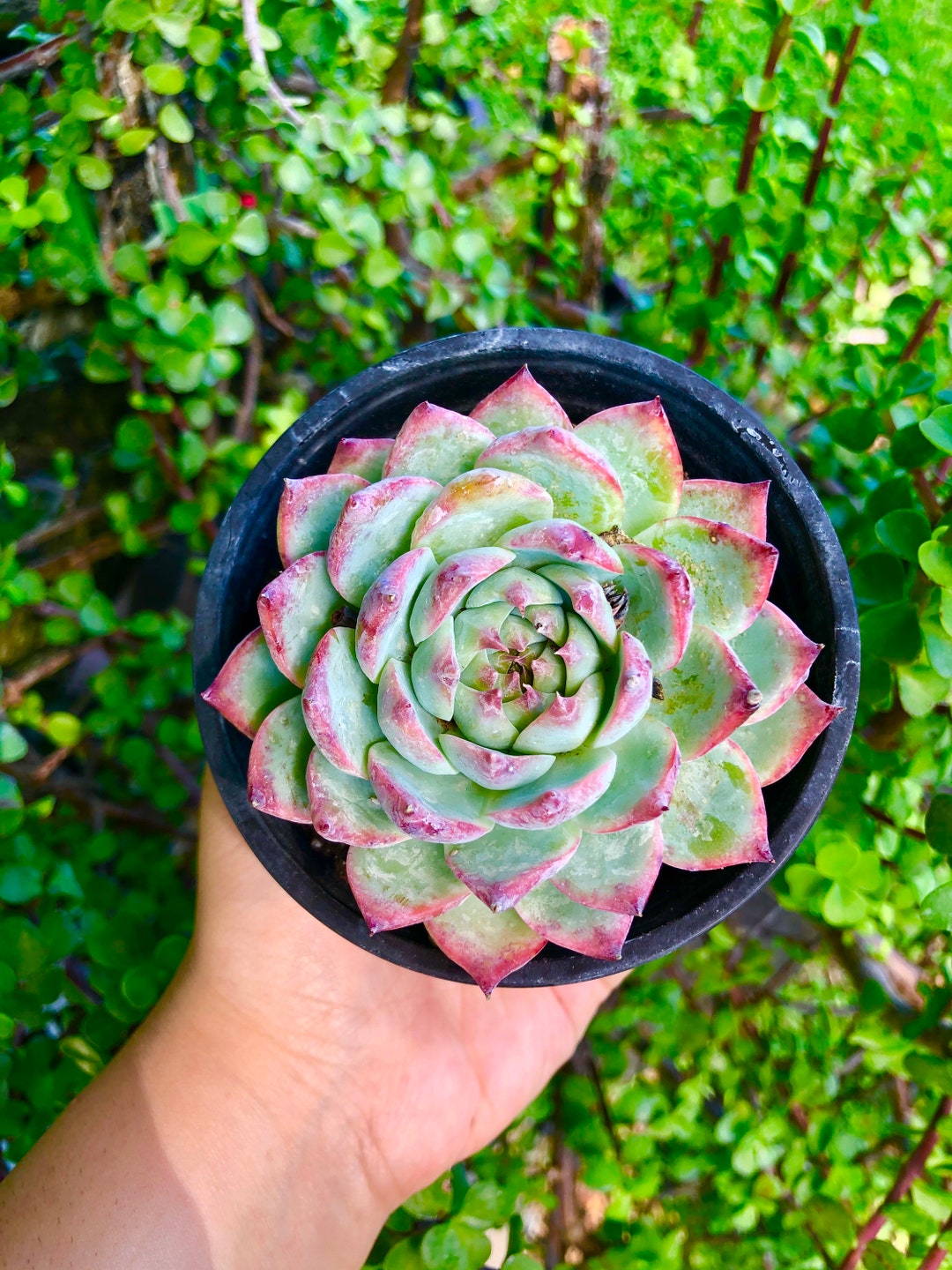Echeveria Colorata Rare Succulent Live Plant - Etsy