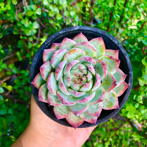 Sedum Angelina Rare Succulent Live Plant - Etsy