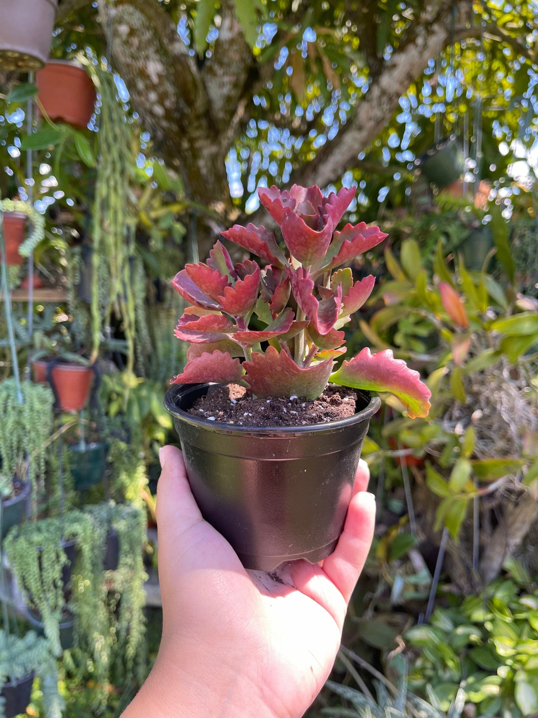 Kalanchoe Sexangularis Rare Succulent Live Plant - Etsy