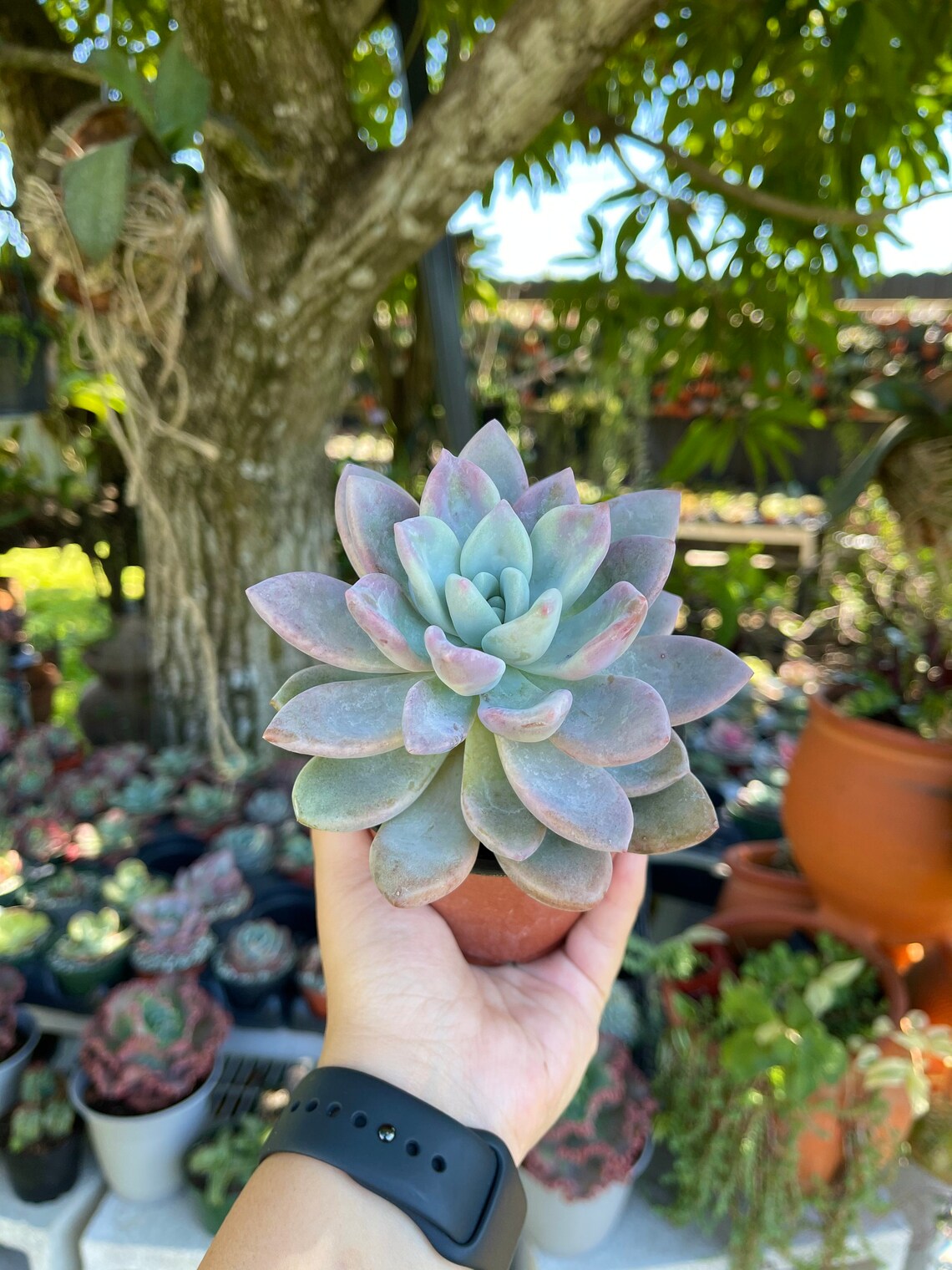 Pink Opalina Graptoveria Rare Succulent Live Plant | Etsy