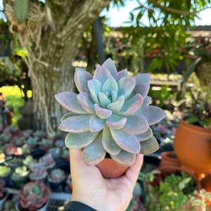 Pink Opalina Graptoveria Rare Succulent Live Plant - Etsy