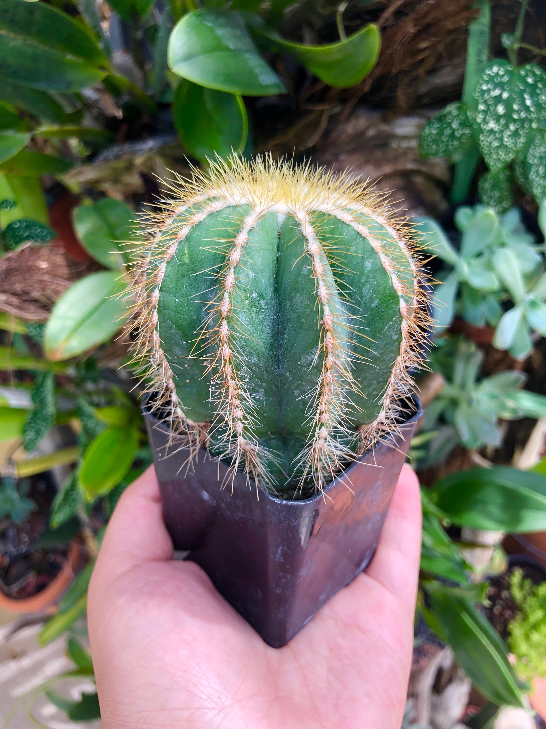 Eriocactus Magnificus Parodia Magnificus Balloon Cactus Rare - Etsy