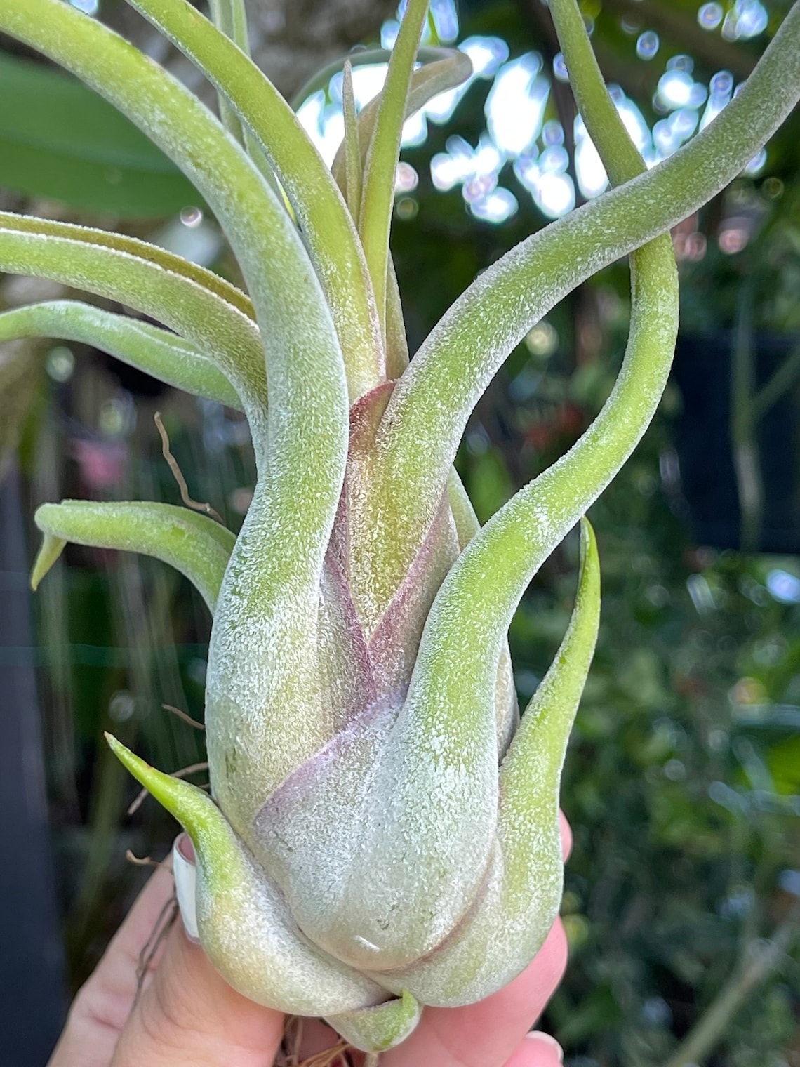 Caput Medusae Tillandsia Medusas Head Live Air Plant - Etsy