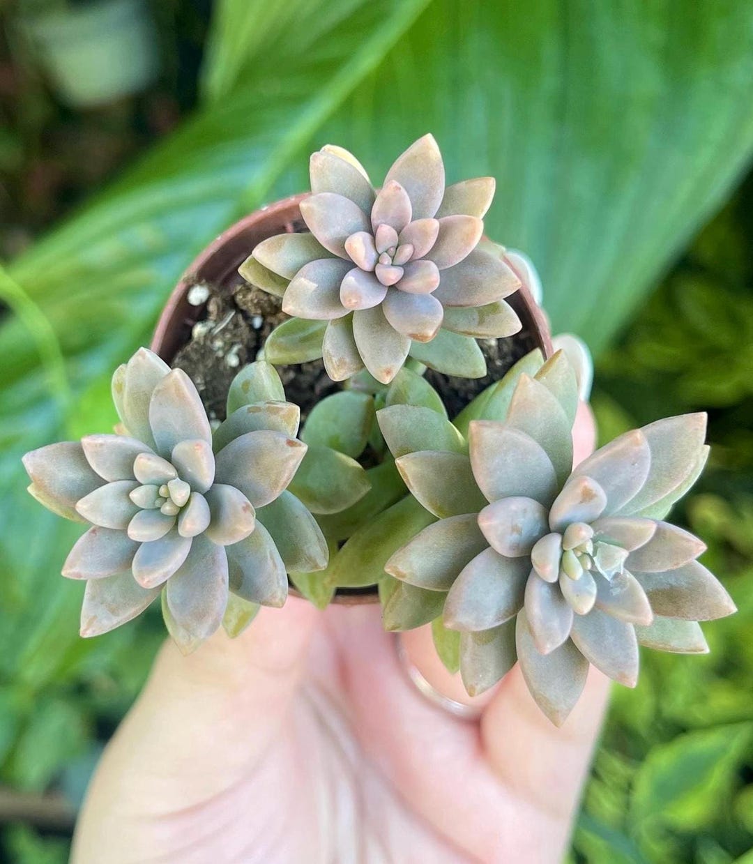 2” Sedum California Sunset Rare Succulent Live Plant - Etsy