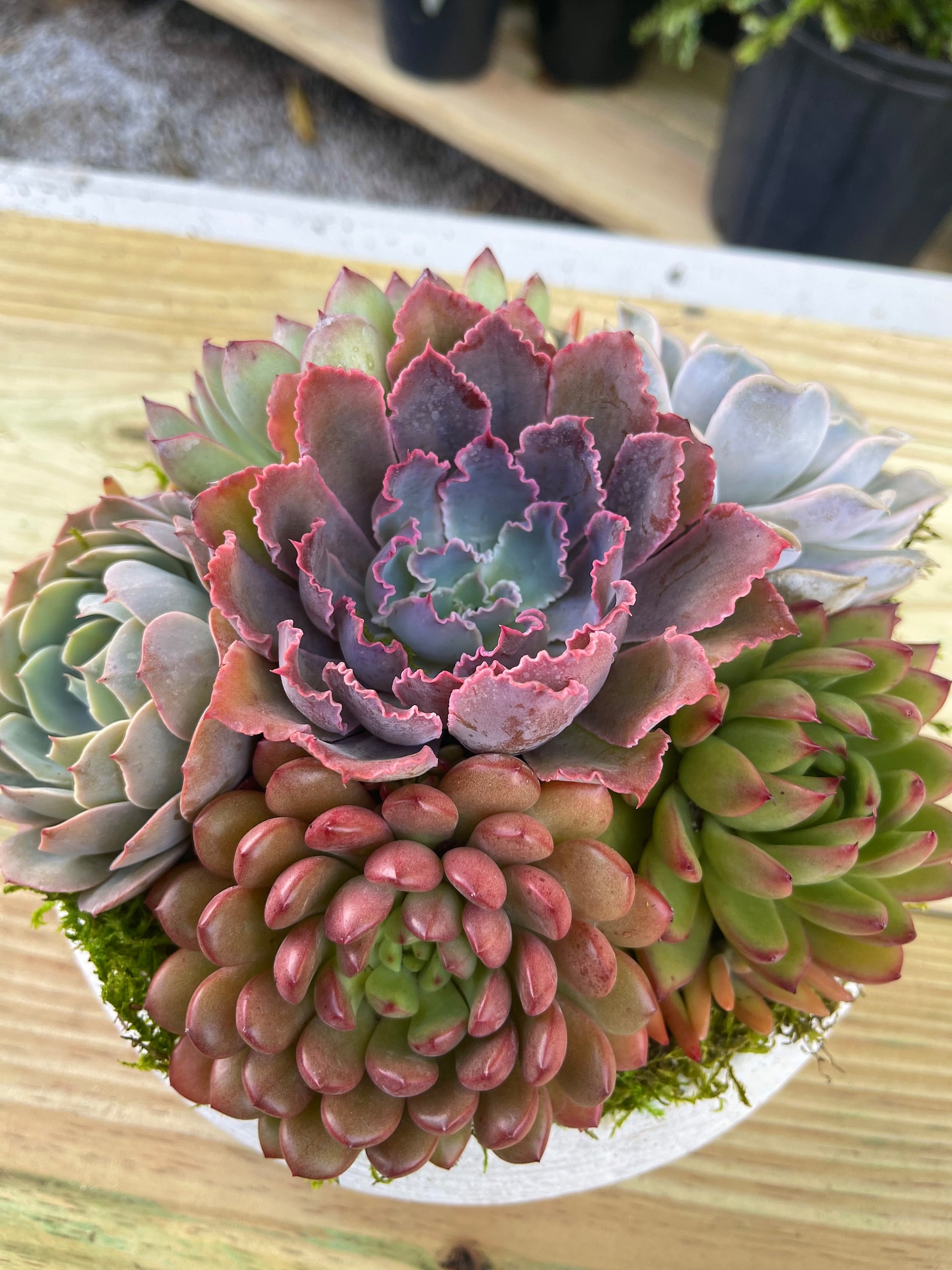 8” Round Living Colorful Succulent Arrangement - Etsy