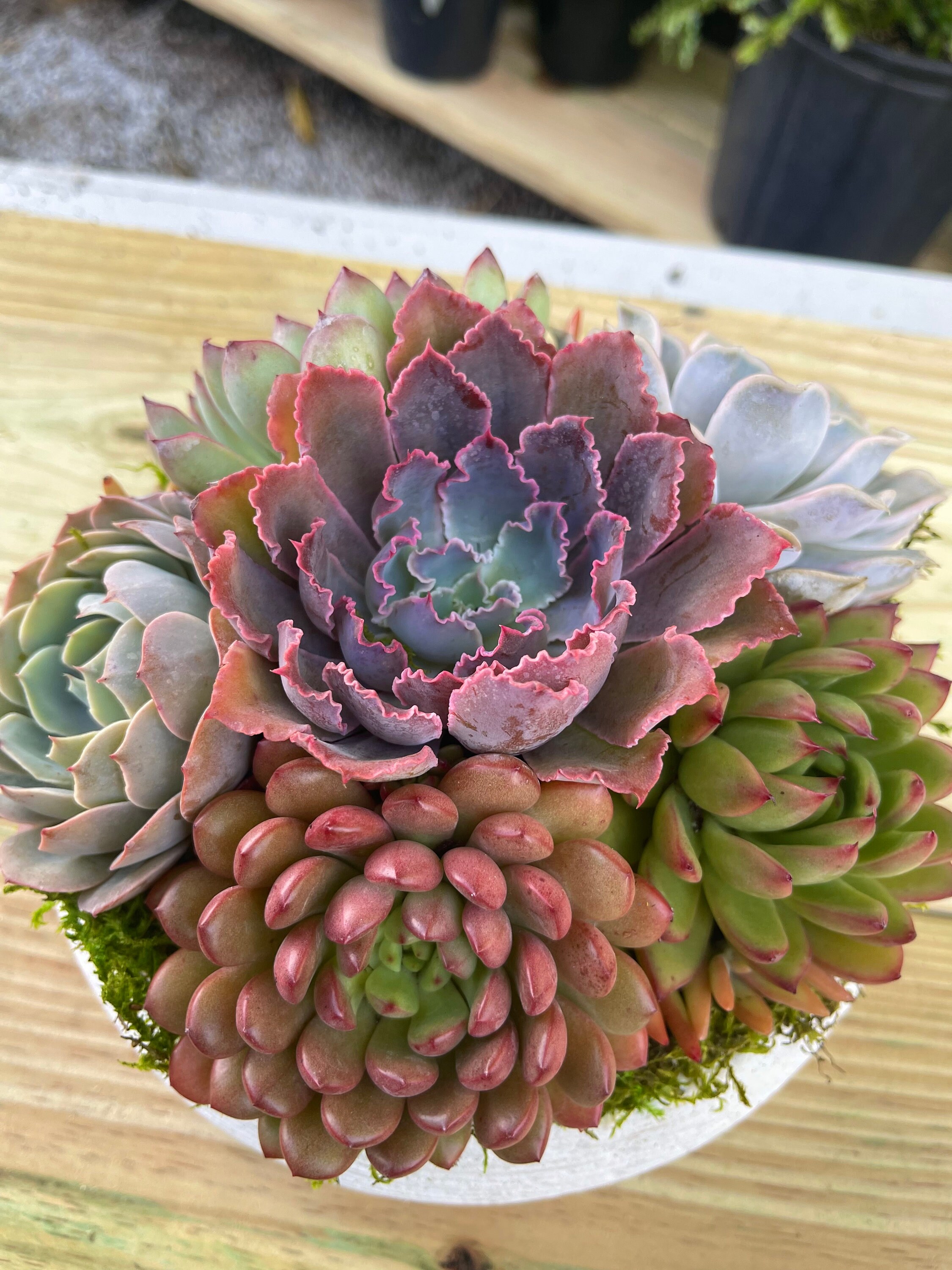 8” Round Living Colorful Succulent Arrangement - Etsy