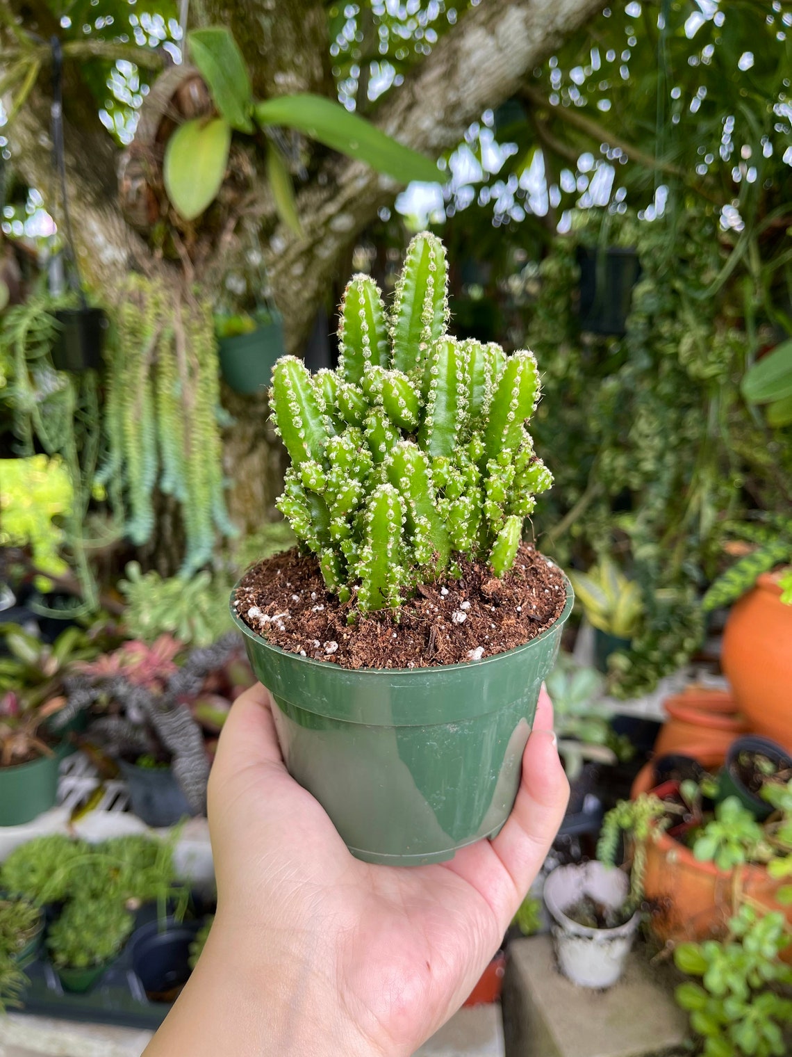 Acanthocereus Tetragonus Fairy Castle Cactus Rare Succulent Live Cacti ...