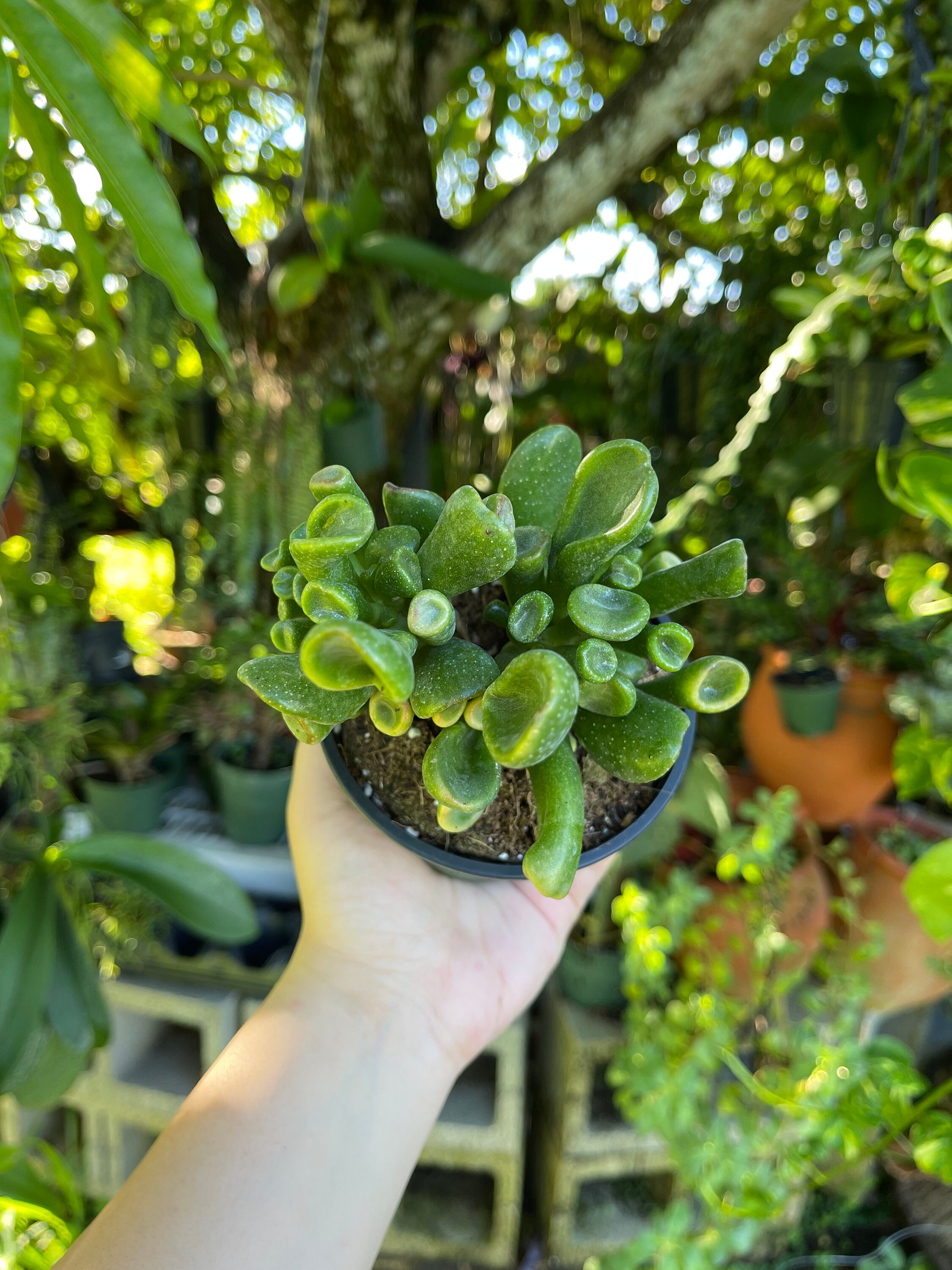 Crassula Ovata Et’s Fingers Jade Rare Succulent Live Plant - Etsy