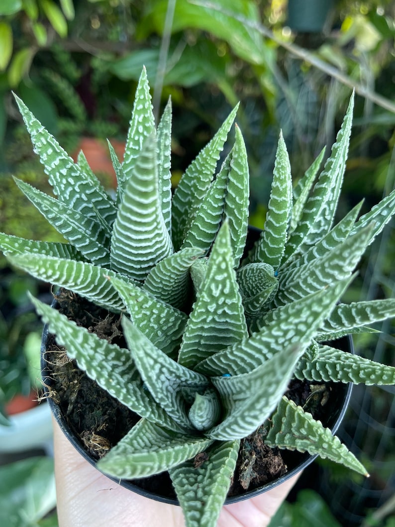 Variegated Haworthia Limifolia Cluster Rare Succulent Live Plant - Etsy