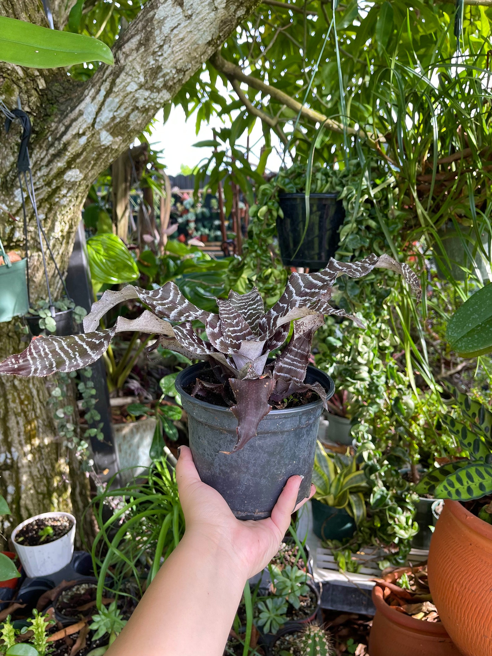 6 Bromeliad Cryptanthus Absolute Zero Tiger Rare Live Plant - Etsy