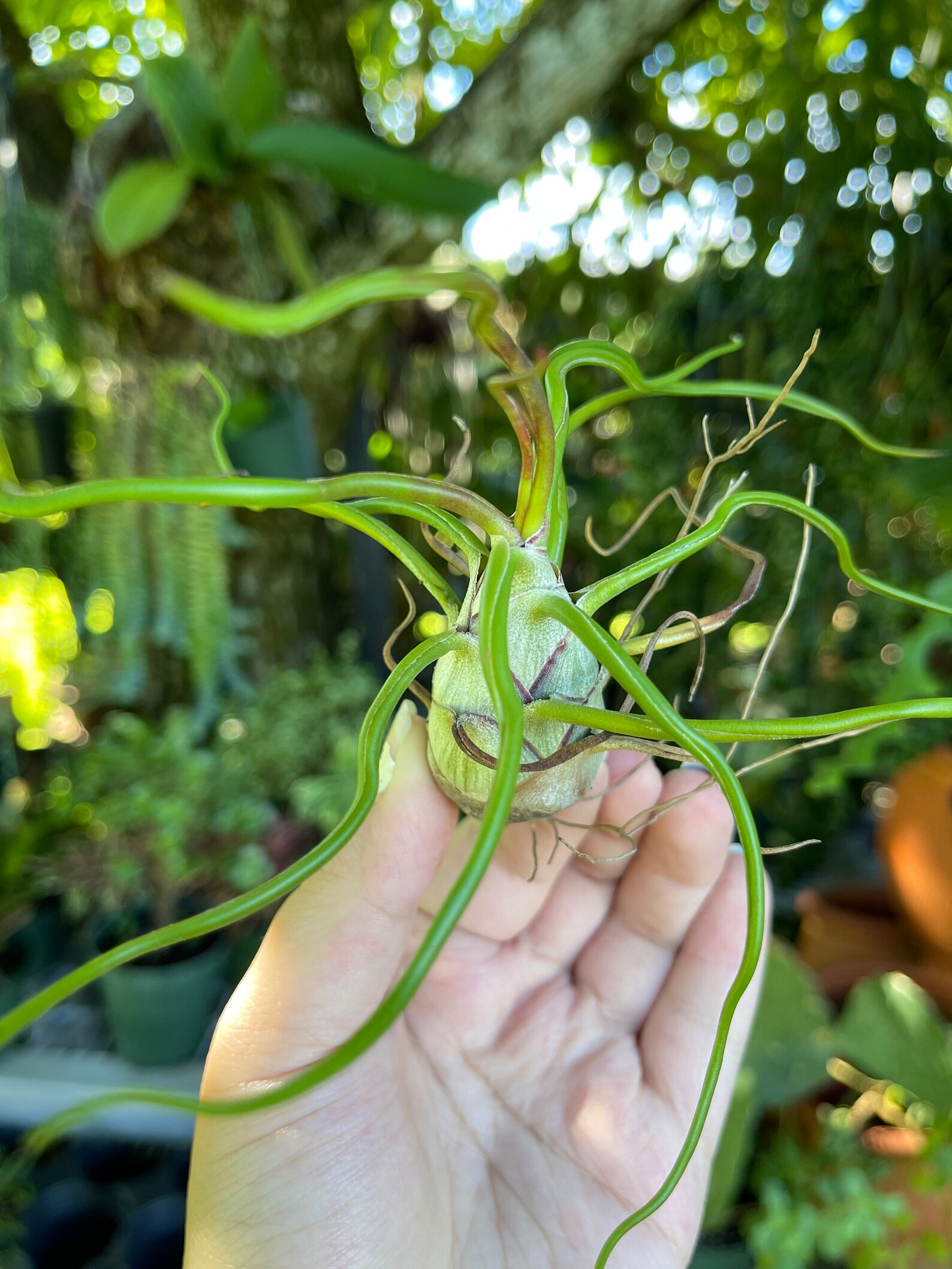 Tillandsia Bulbosa Alíen Air Plant | Etsy