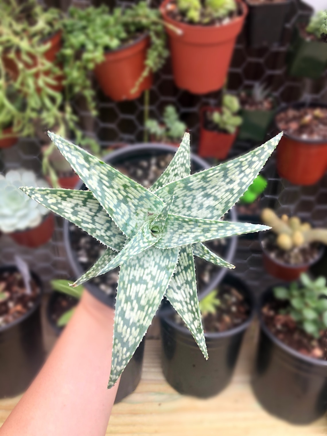 Aloe White Fox Rare Succulent Live Plant - Etsy