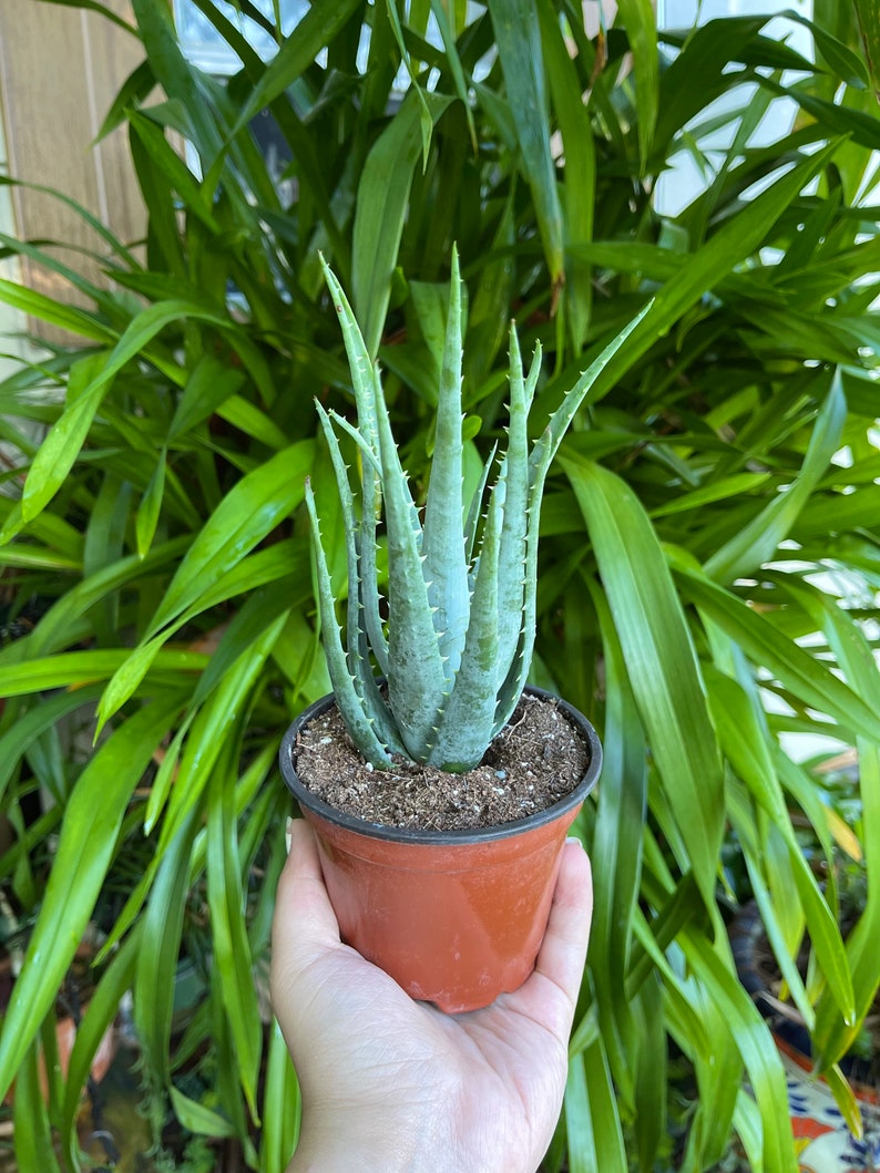 Aloe Blue Elf Rare Succulent Live Plant - Etsy