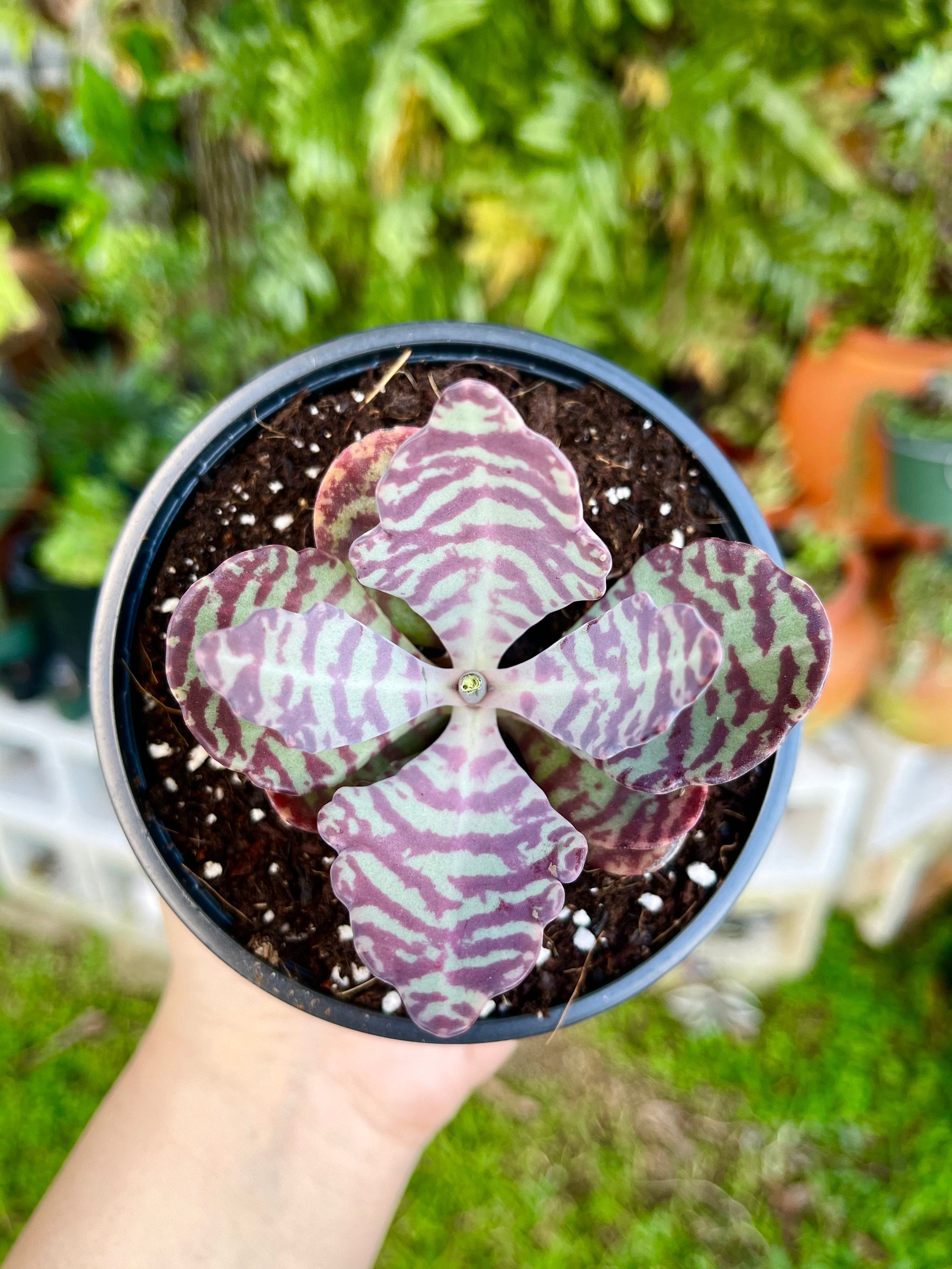 Kalanchoe Humilis Rare Succulent Live Plant - Etsy