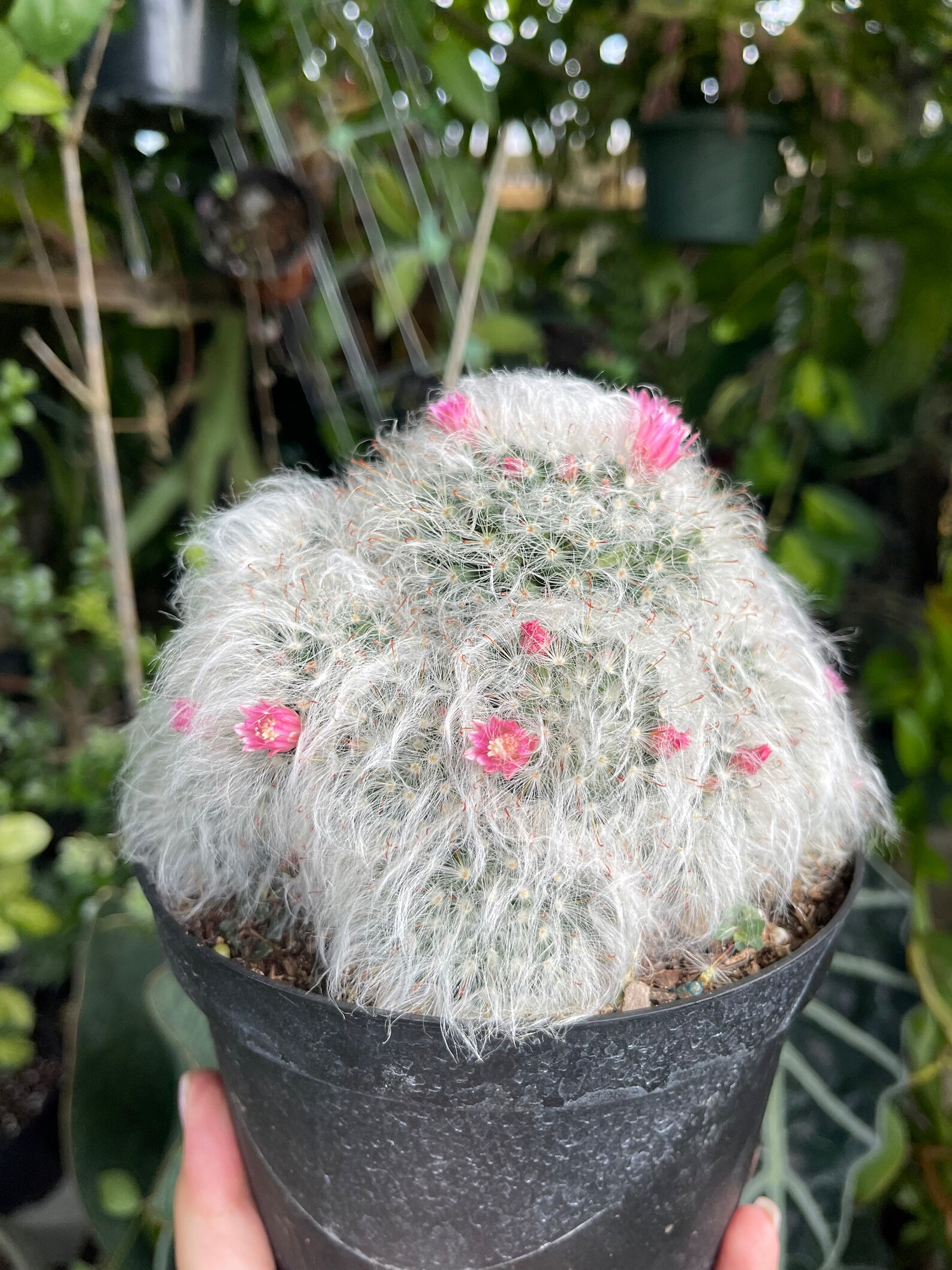 6 Mammillaria Bocasana Clumping Cactus Rare Succulent Live - Etsy