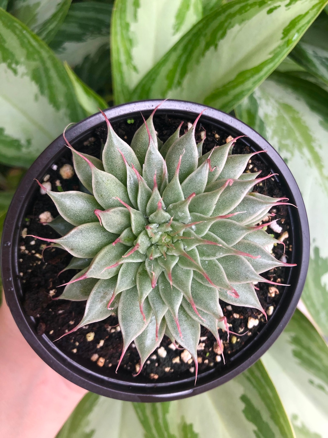 Graptoveria Silver Star Rare Succulent Live Plant - Etsy