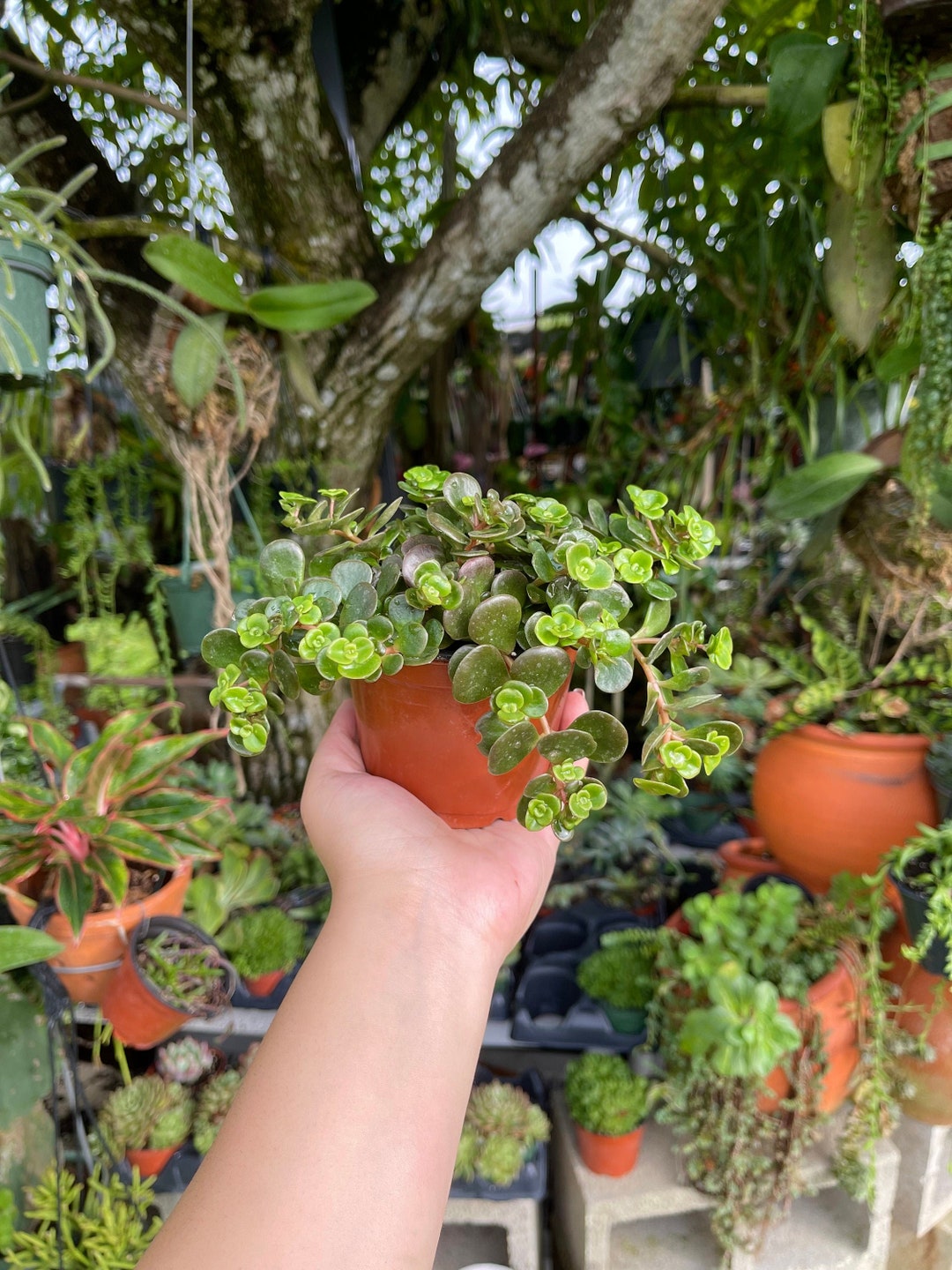 Sedum Tetractinum Coral Reef Rare Succulent Live Plant - Etsy
