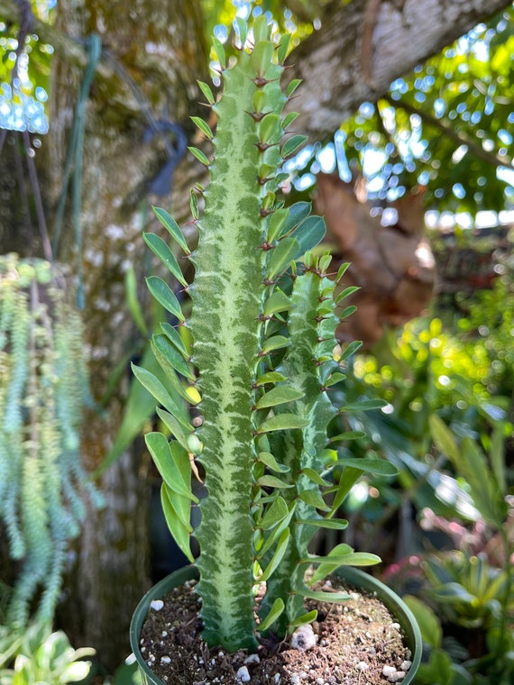 Euphorbia Cactus Milk