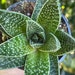 Gasteria Flow Rare Succulent Live Plant - Etsy
