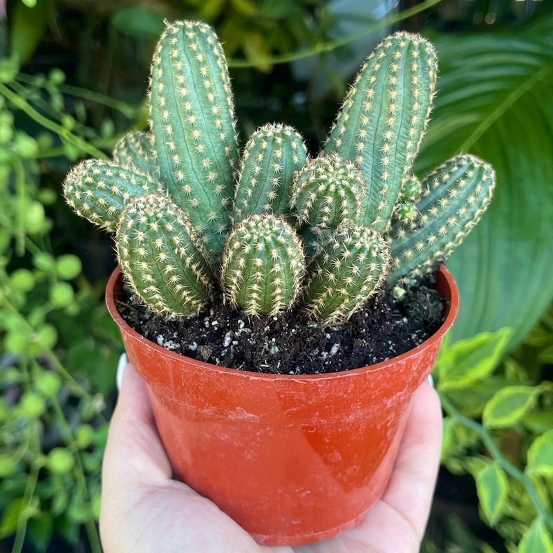 Rare Cacti - Etsy