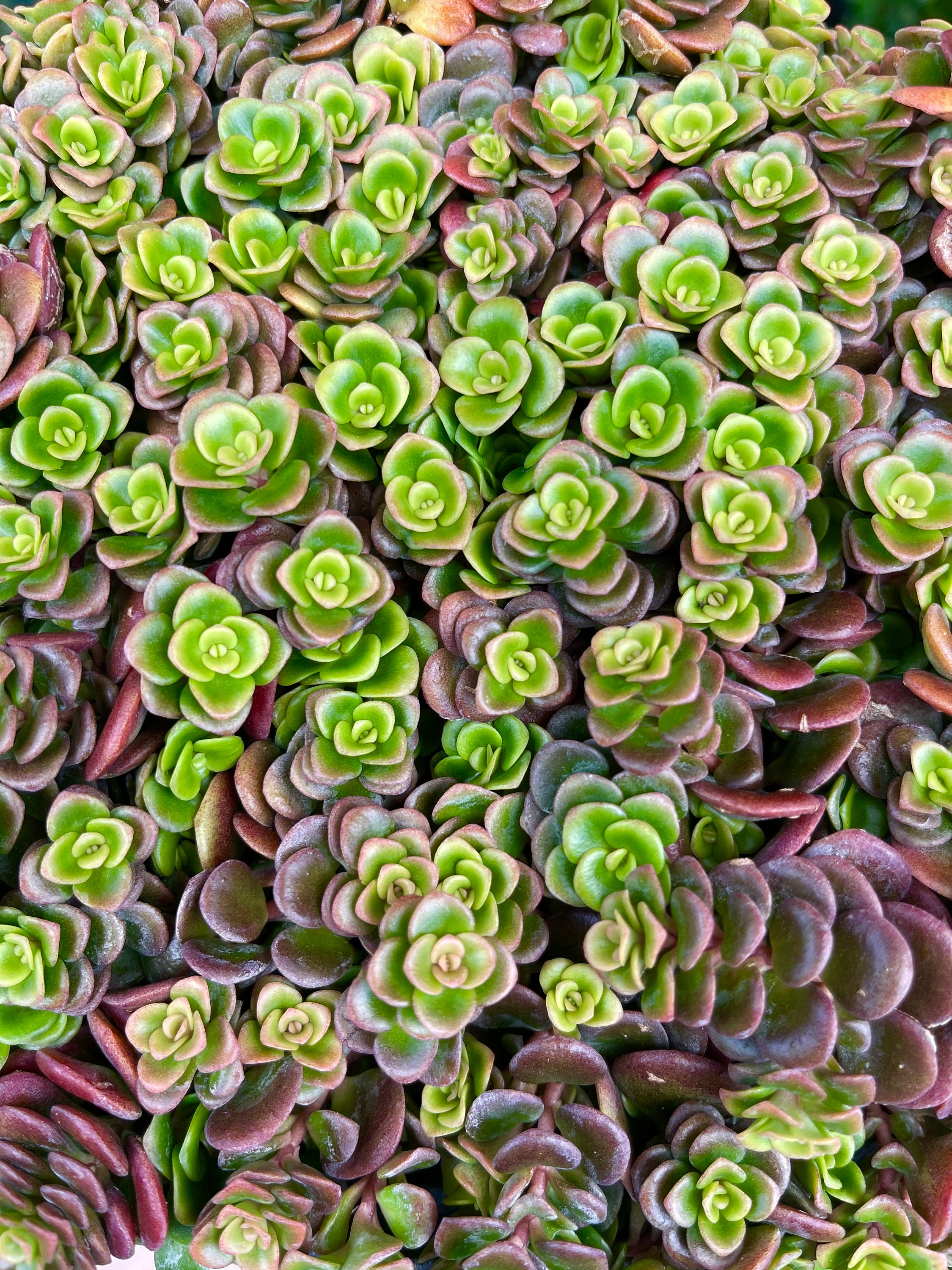 6 Sedum Tetractinum Coral Reef Rare Succulent Live Plant - Etsy