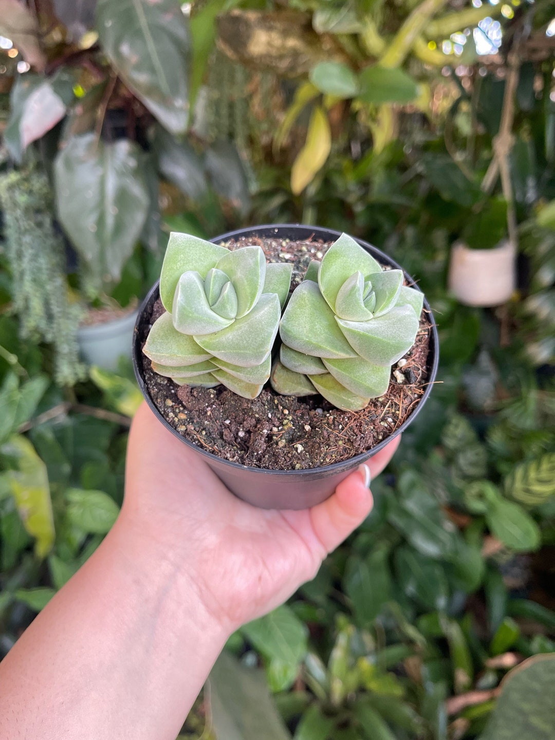 Double Crassula Moonglow Rare Succulent Live Plant - Etsy