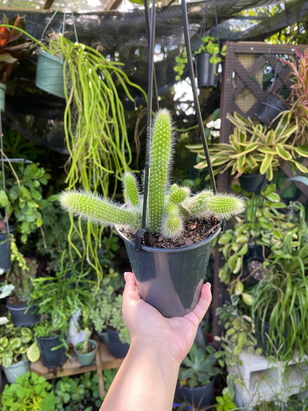 Monkey Tail ‘cleistocactus Colademononis’ Hanging Basket Cactus Rare ...